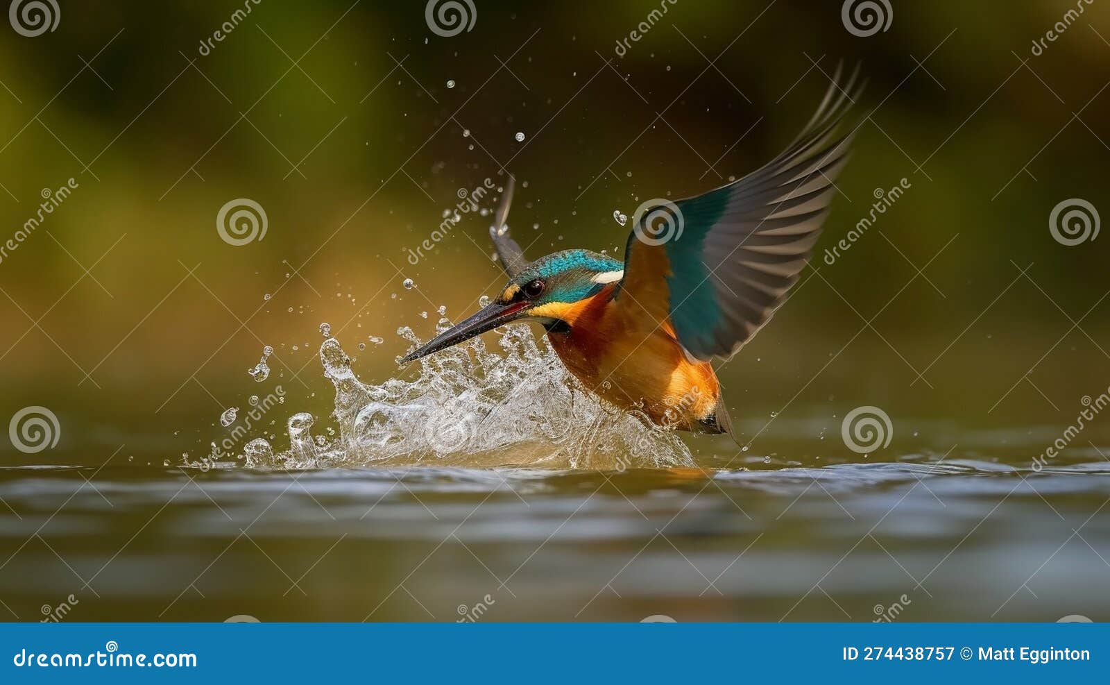 Kingfisher stock illustration. Illustration of feather - 274438757