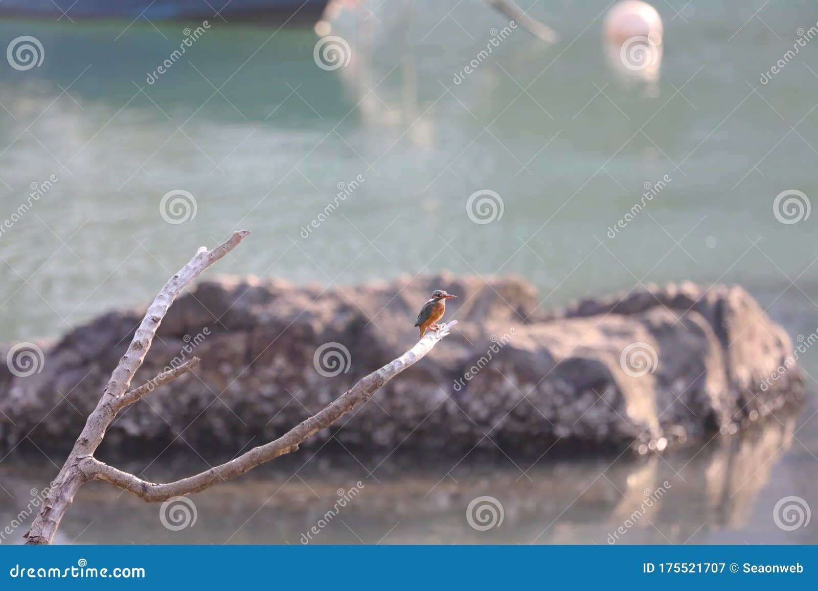 Kingfishers or Alcedinidae are a Family of Small To Medium Sized Stock ...
