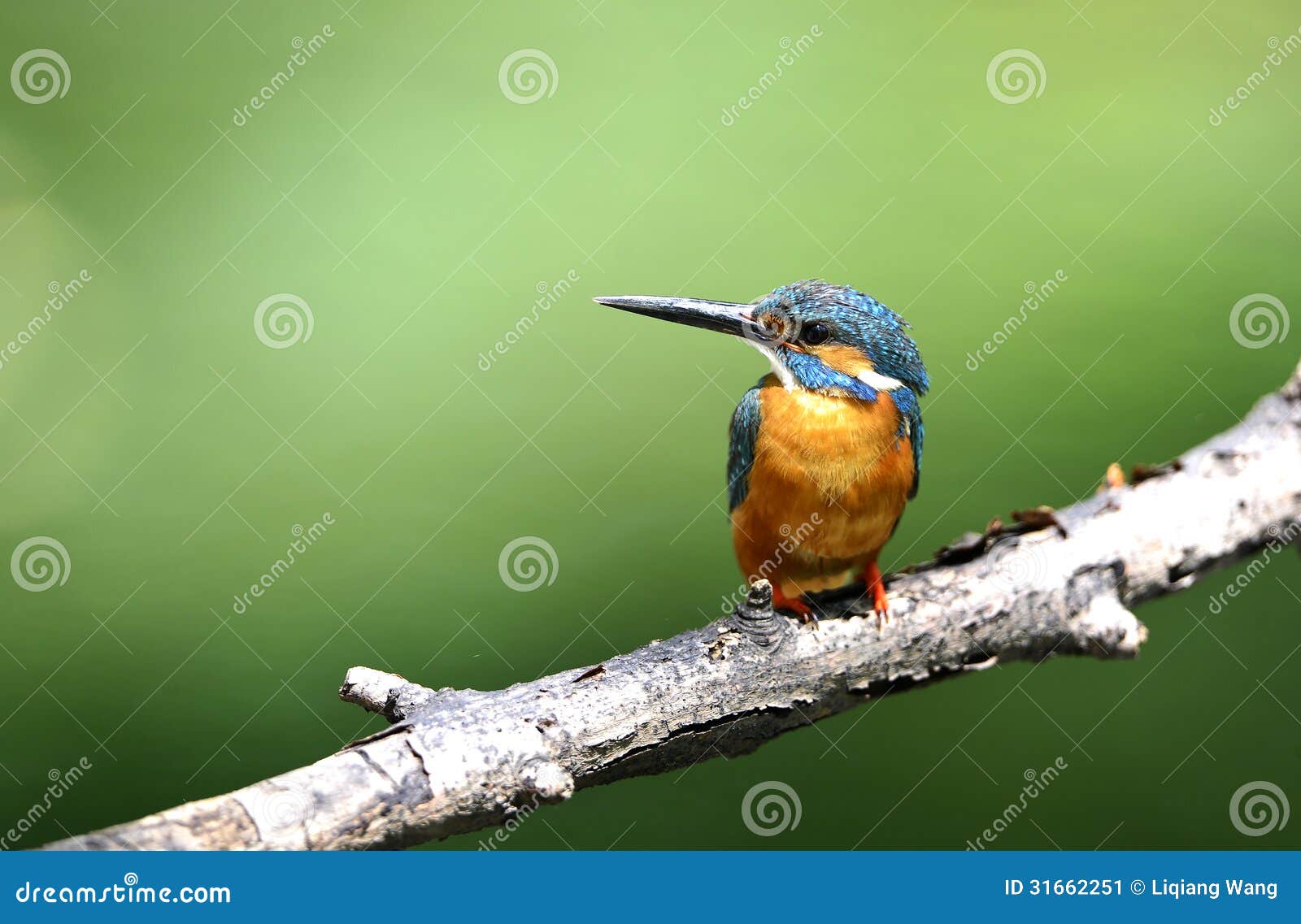Kingfishers stock image. Image of birds, looking, survival - 31662251