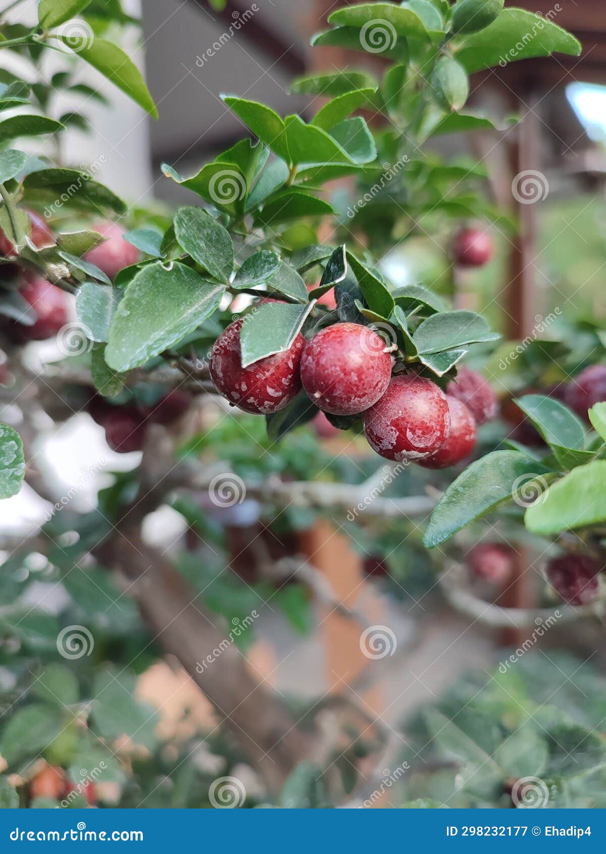 Kingkit Oranges, or Ranti Oranges are Relatives of Oranges, but are Not ...