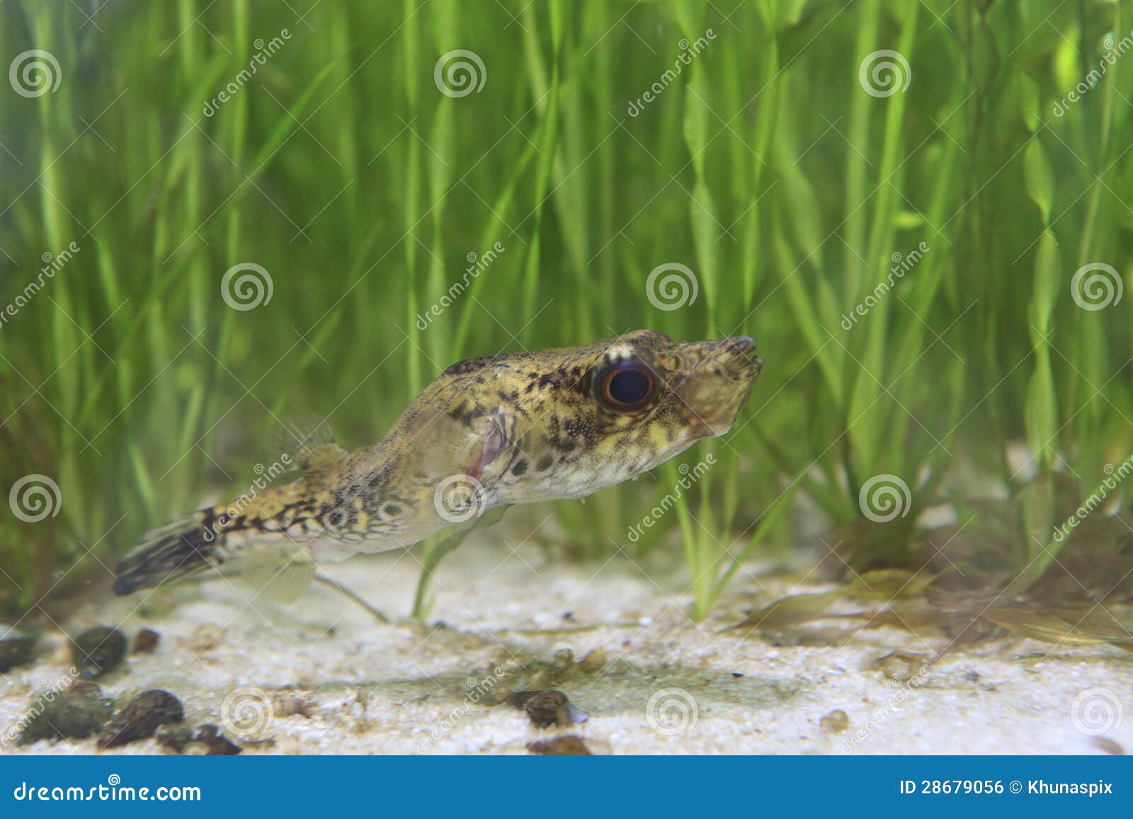 Kingkong Puffer Fish in Aquarium Stock Photo - Image of animal, blue ...