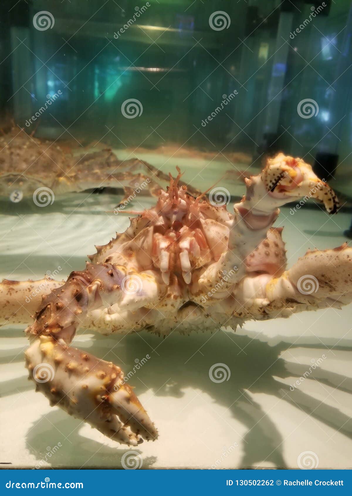 Kingly Wave stock photo. Image of claw, live, tank, seafood - 130502262