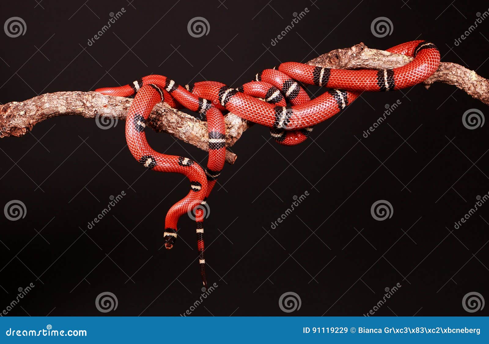 Kingsnakes entwined stock image. Image of beauty, indoor - 91119229