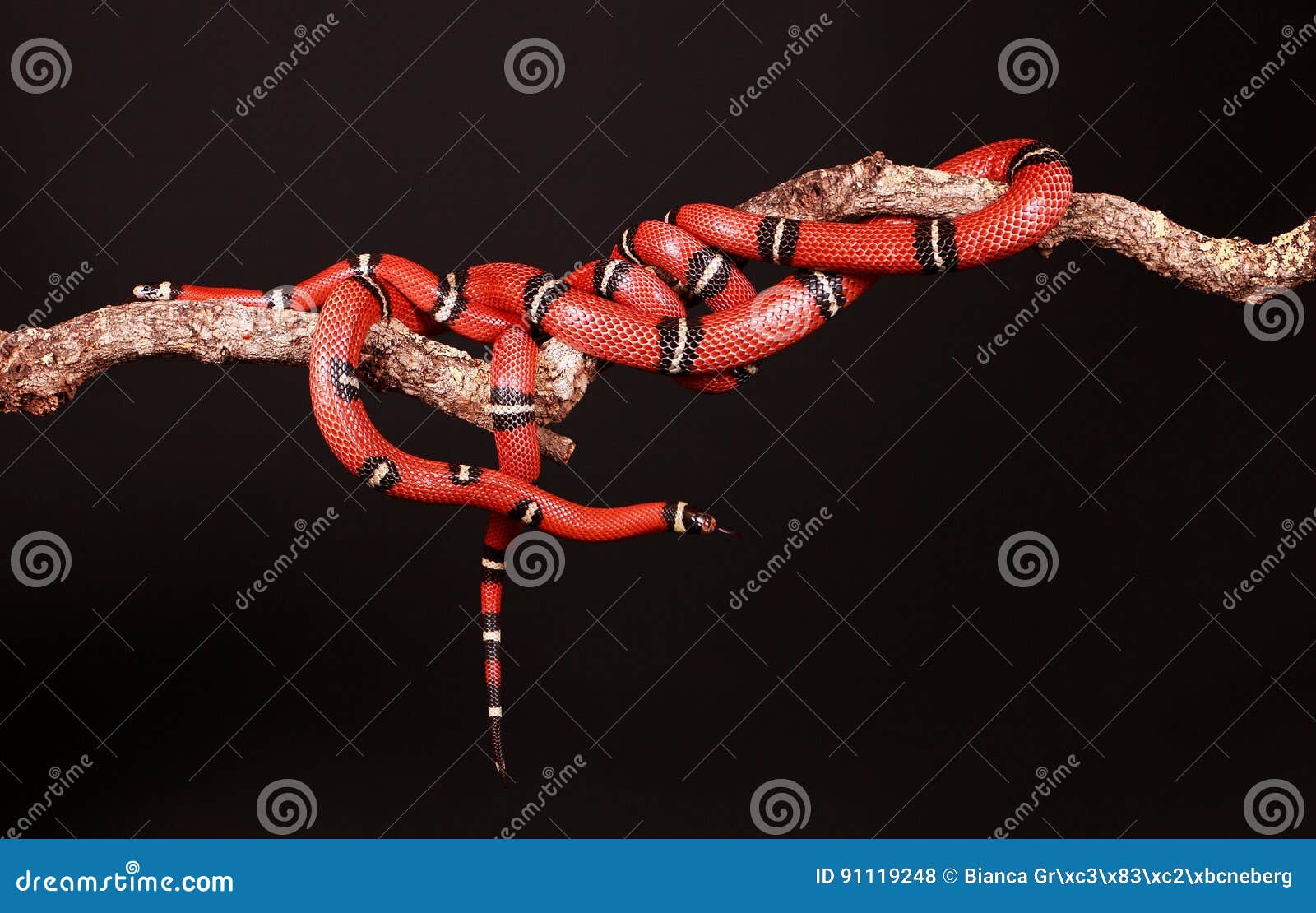 Kingsnakes entwined stock photo. Image of python, hanging - 91119248