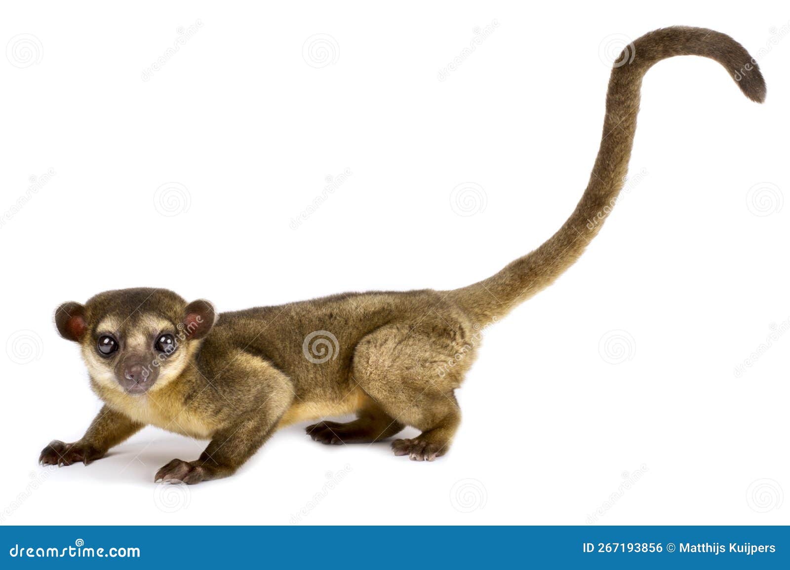 Kinkajou or Honey Bear Potos Flavus Stock Photo - Image of potos, bear ...