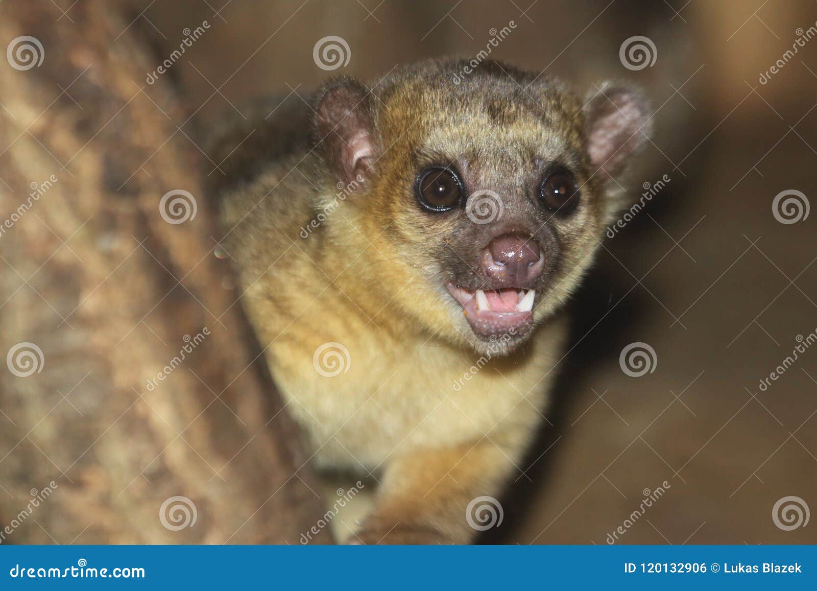 Kinkajou stock photo. Image of nature, europe, potos - 120132906