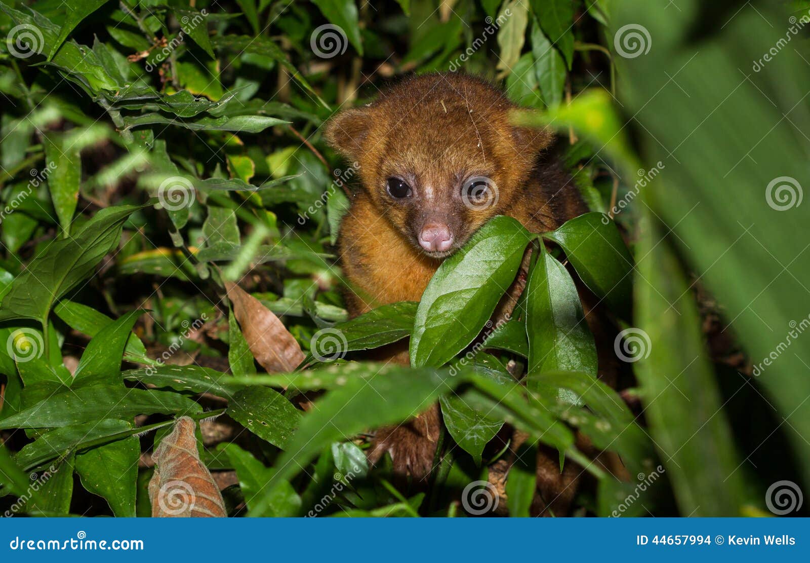 Kinkajou stock photo. Image of honey, mammal, belize - 44657994