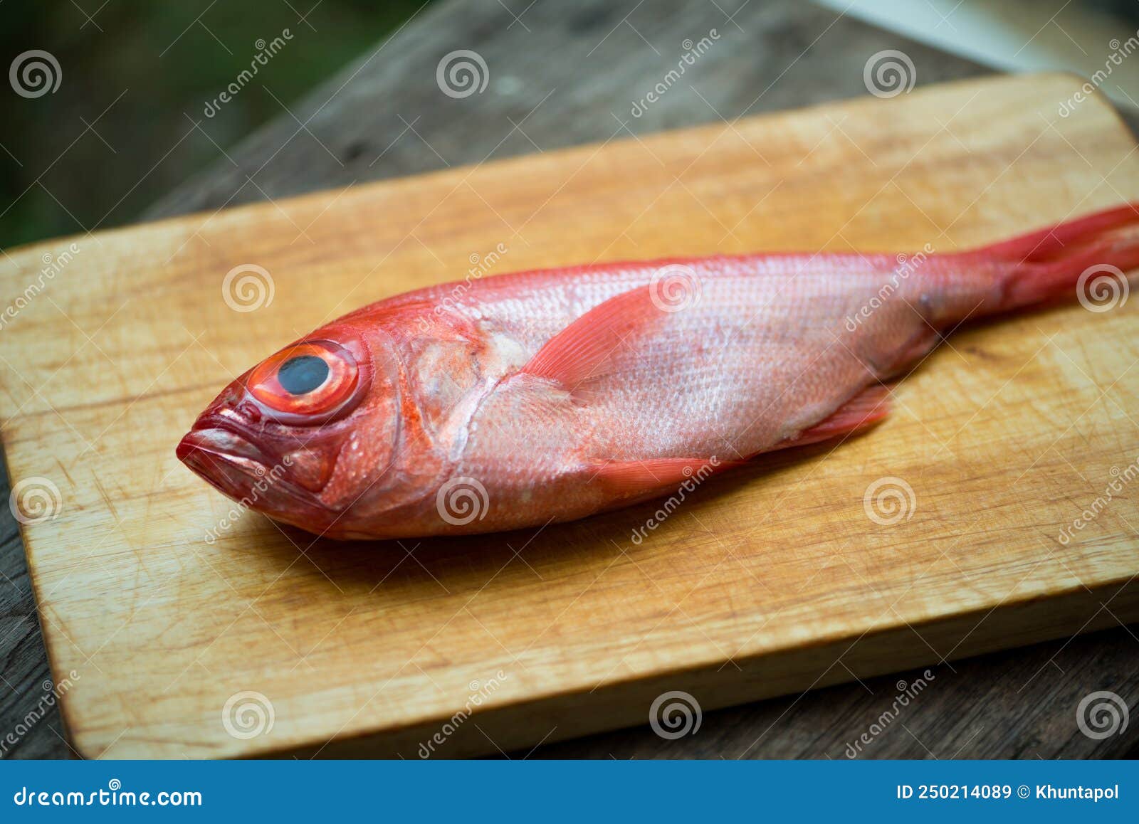 Kinmedai, Japanese Fresh Whole Red Snapper Stock Image - Image of ...