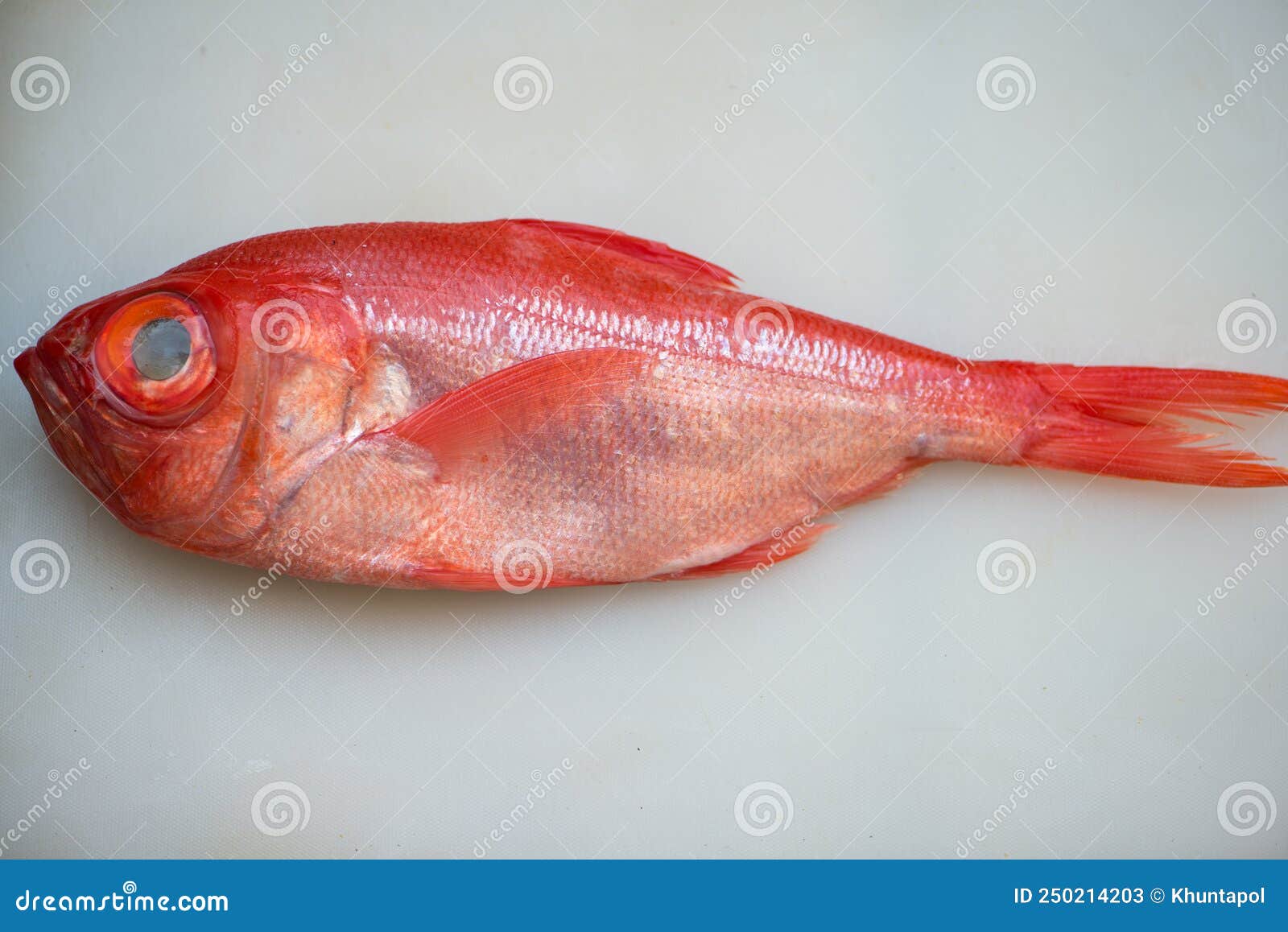Kinmedai, Japanese Fresh Whole Red Snapper Stock Image - Image of wild ...
