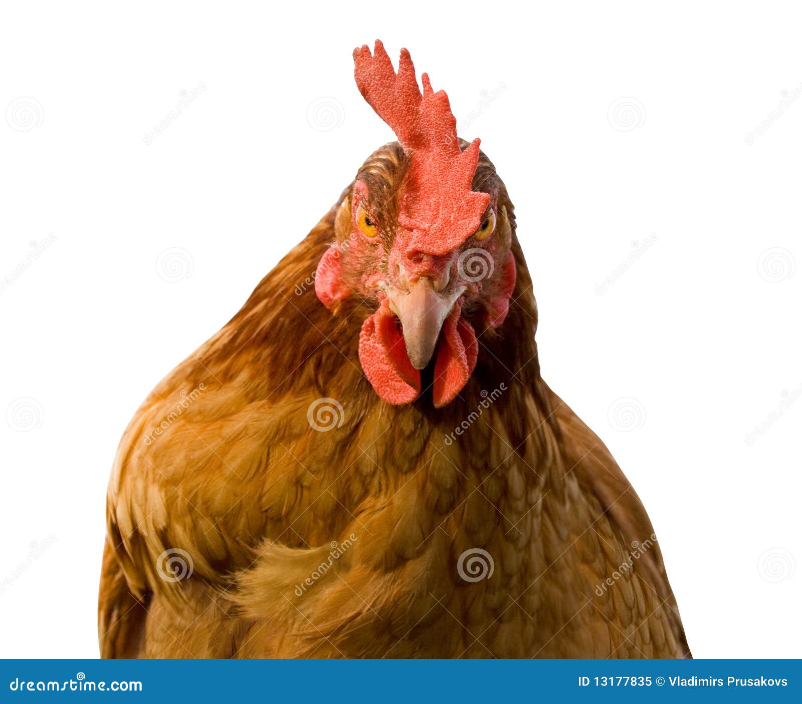 Kip stock afbeelding. Image of rood, boos, kakelen, kwaad - 13177835