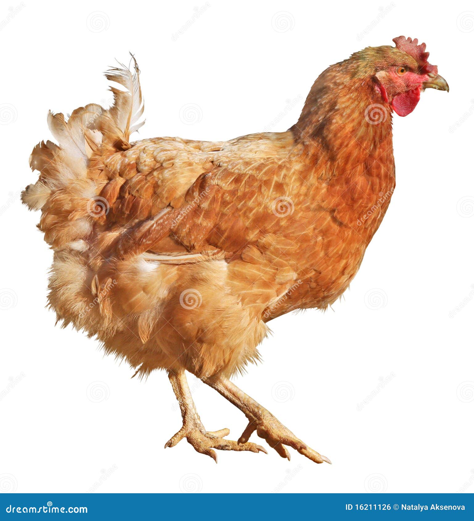 Kip stock foto. Image of lepel, zoogdier, rood, binnenlands - 16211126