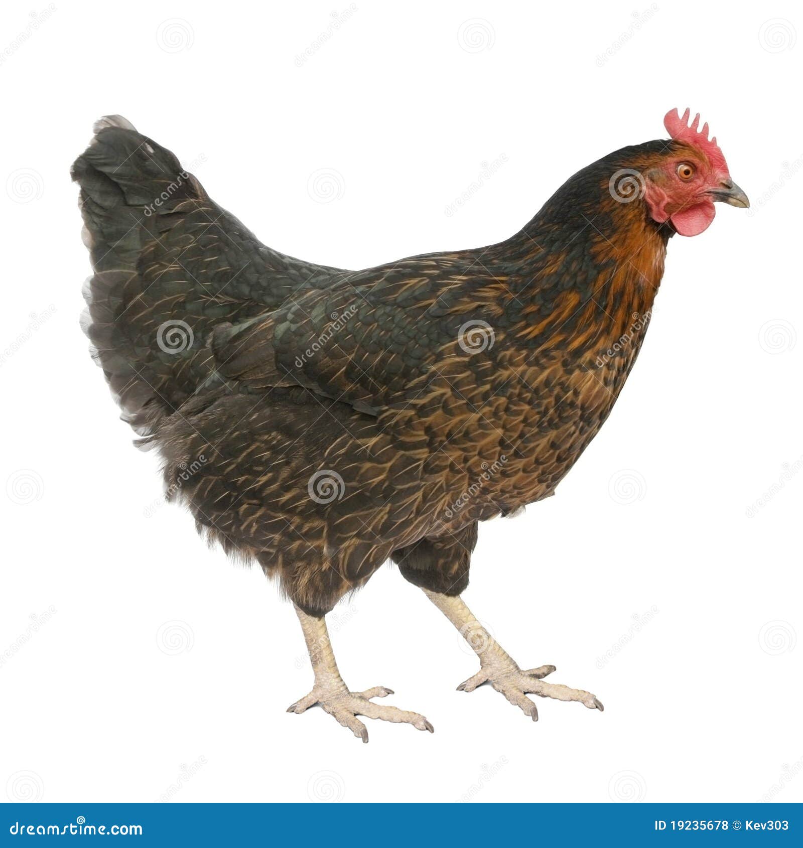 Kip stock foto. Image of geïsoleerd, studio, gevogelte - 19235678