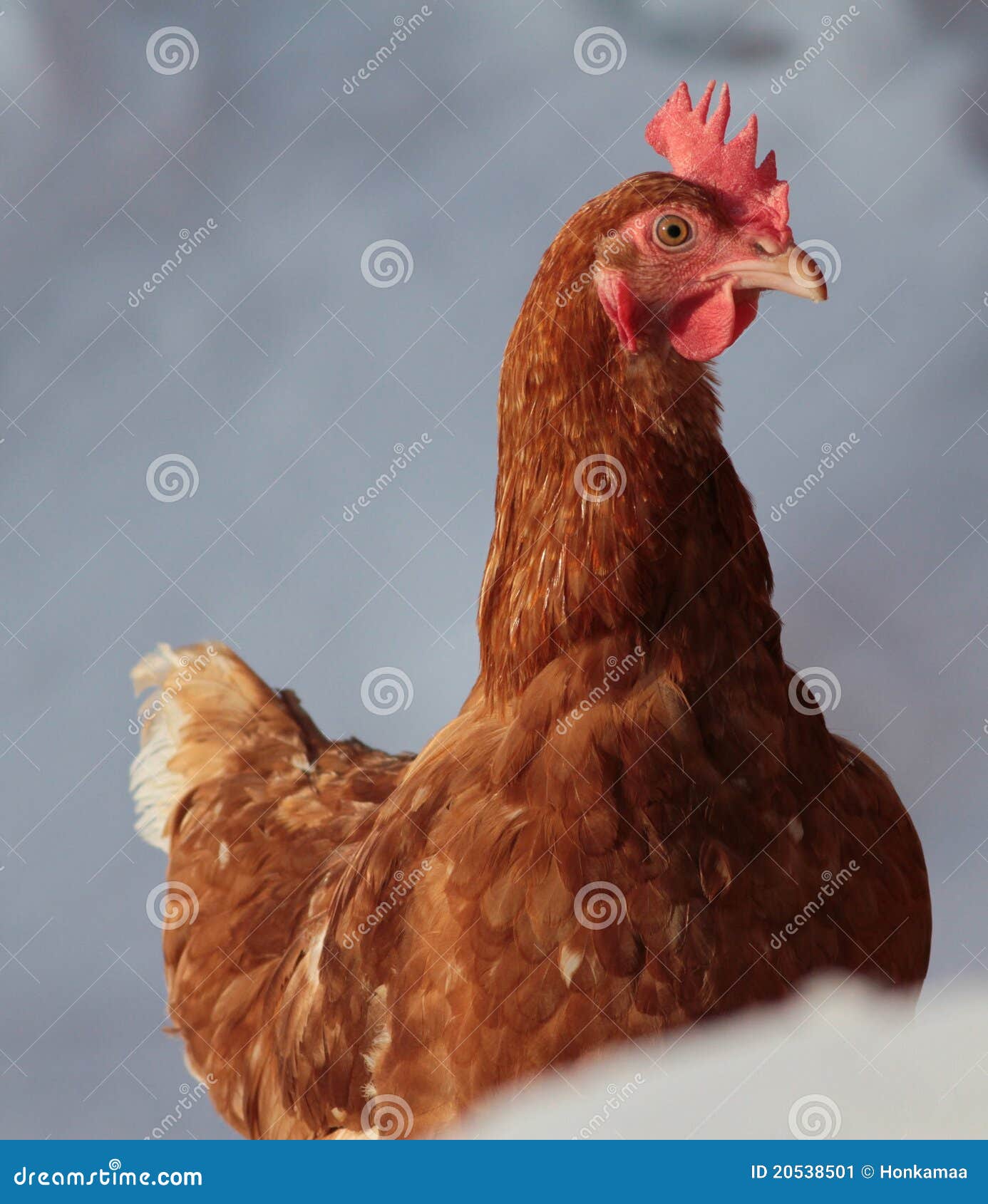 Kip stock afbeelding. Image of bruin, binnenlands, status - 20538501