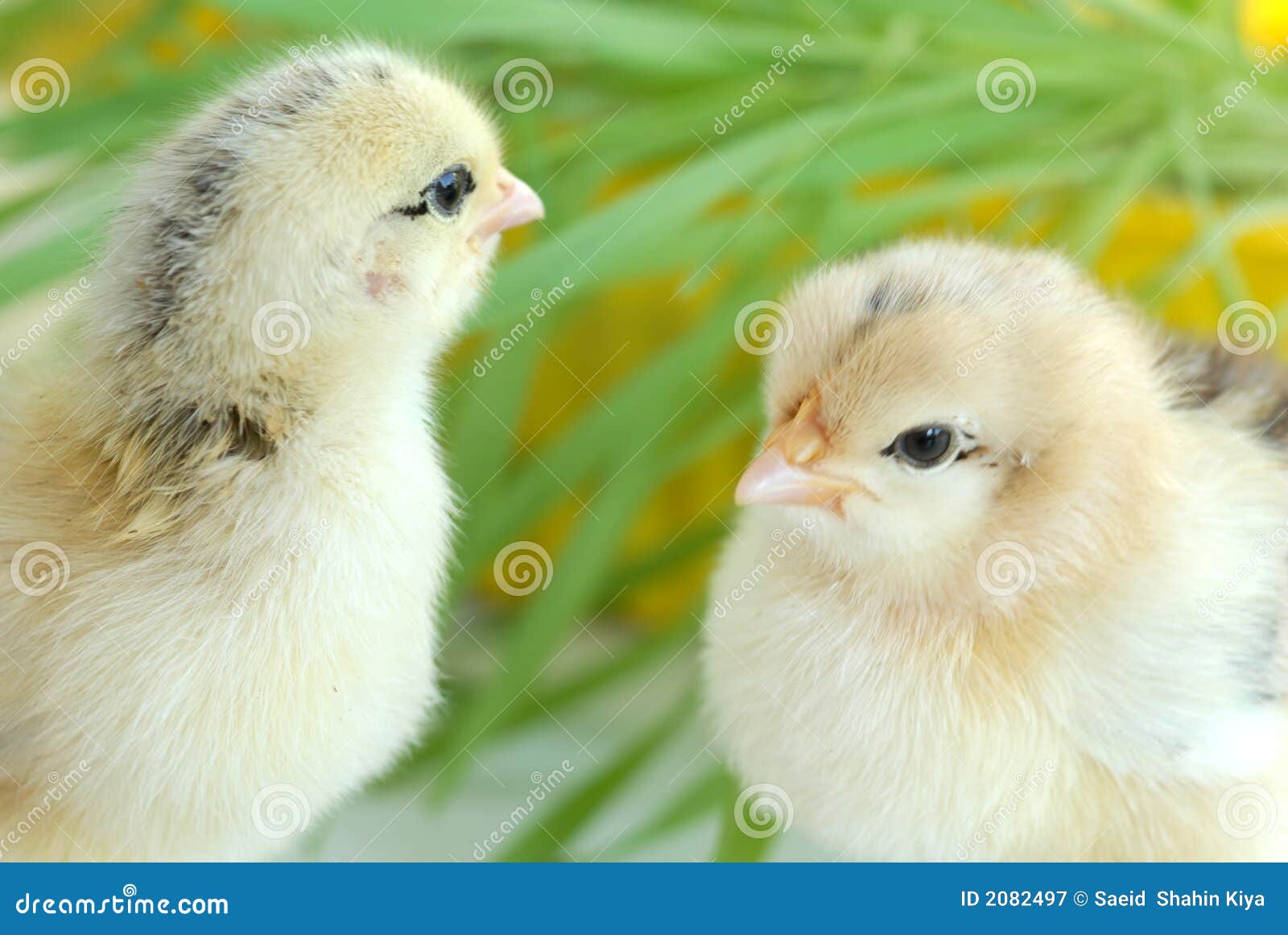 Kip stock afbeelding. Image of kinderjaren, pluim, leuk - 2082497