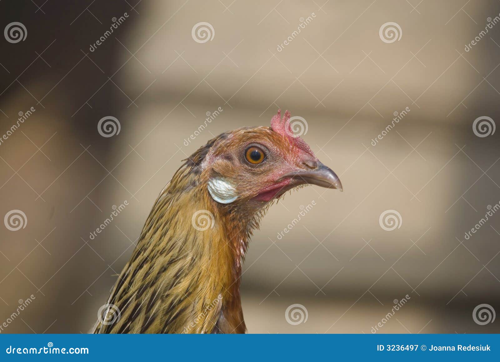 Kip stock afbeelding. Image of veer, hoofd, kuiken, dier - 3236497