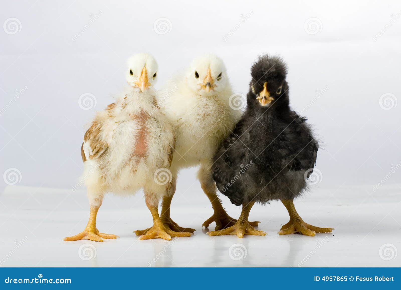 Kip Picture. Image: 4957865