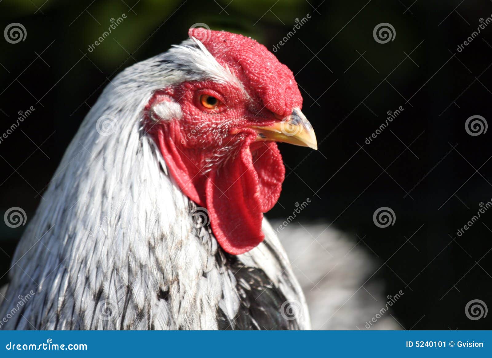 Kip stock afbeelding. Image of soorten, leggen, dier, landbouwbedrijf ...