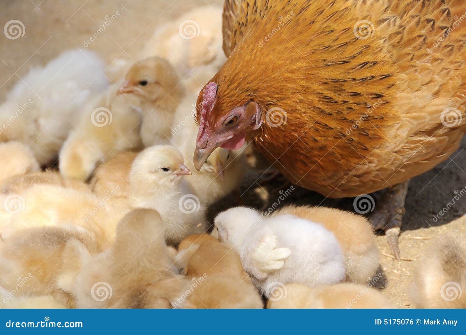 Kip & Kuikens stock foto. Image of vogel, pluizig - 5175076