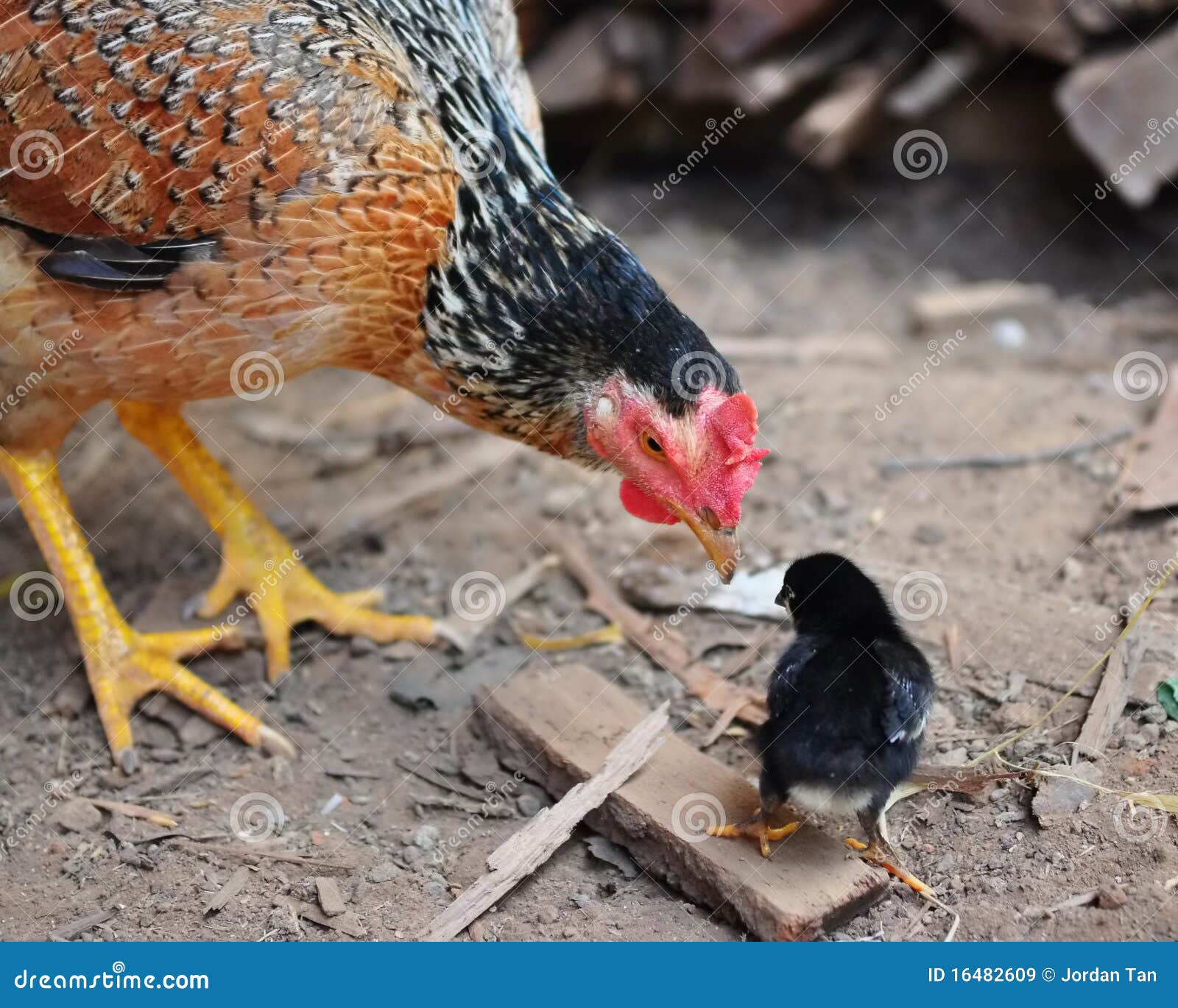 Kip die kuiken behandelt stock afbeelding. Image of hoofd - 16482609