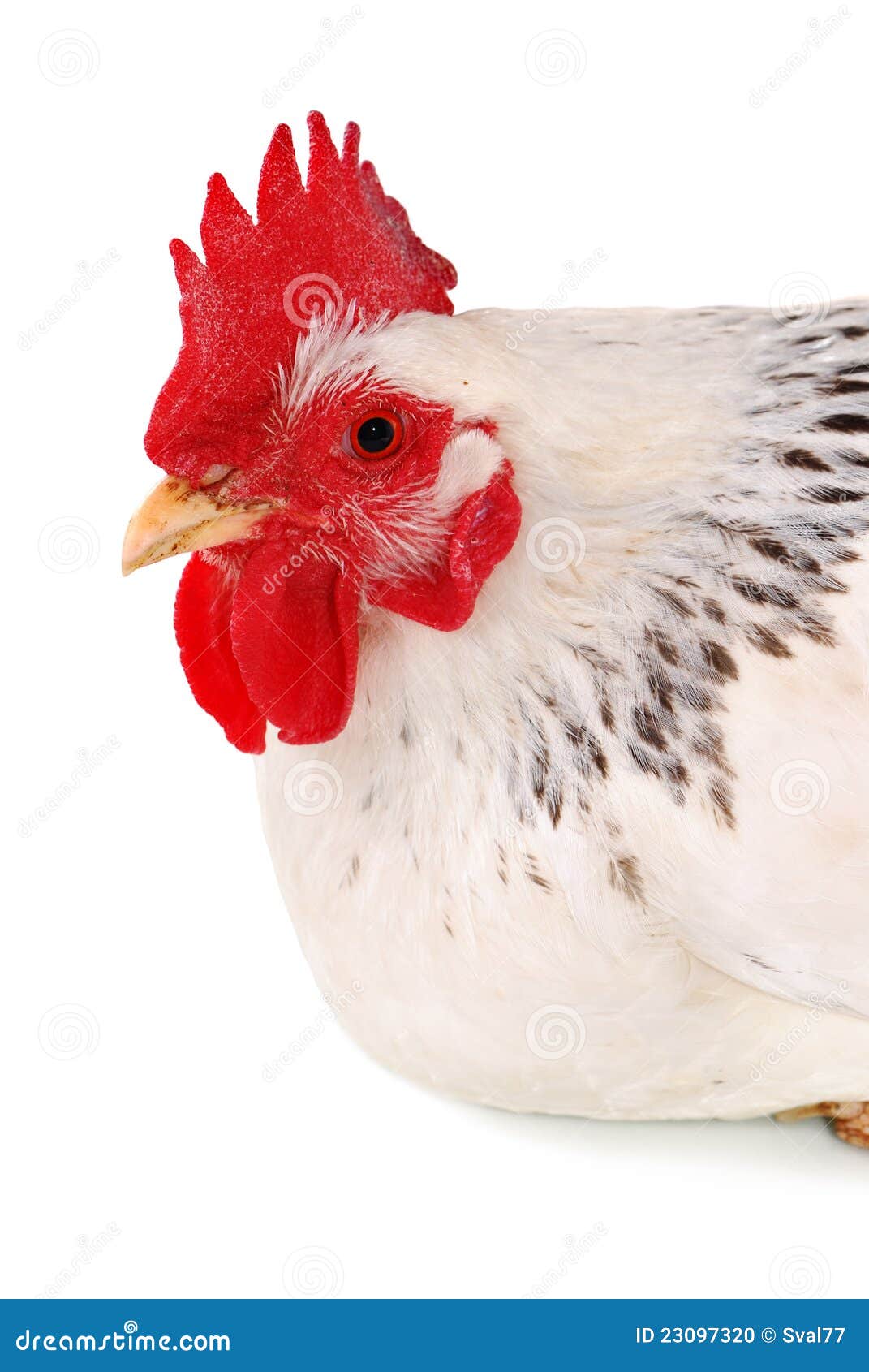 Kip Die Op Wit Wordt Geïsoleerd. Stock Foto - Image of schoon, vlees ...