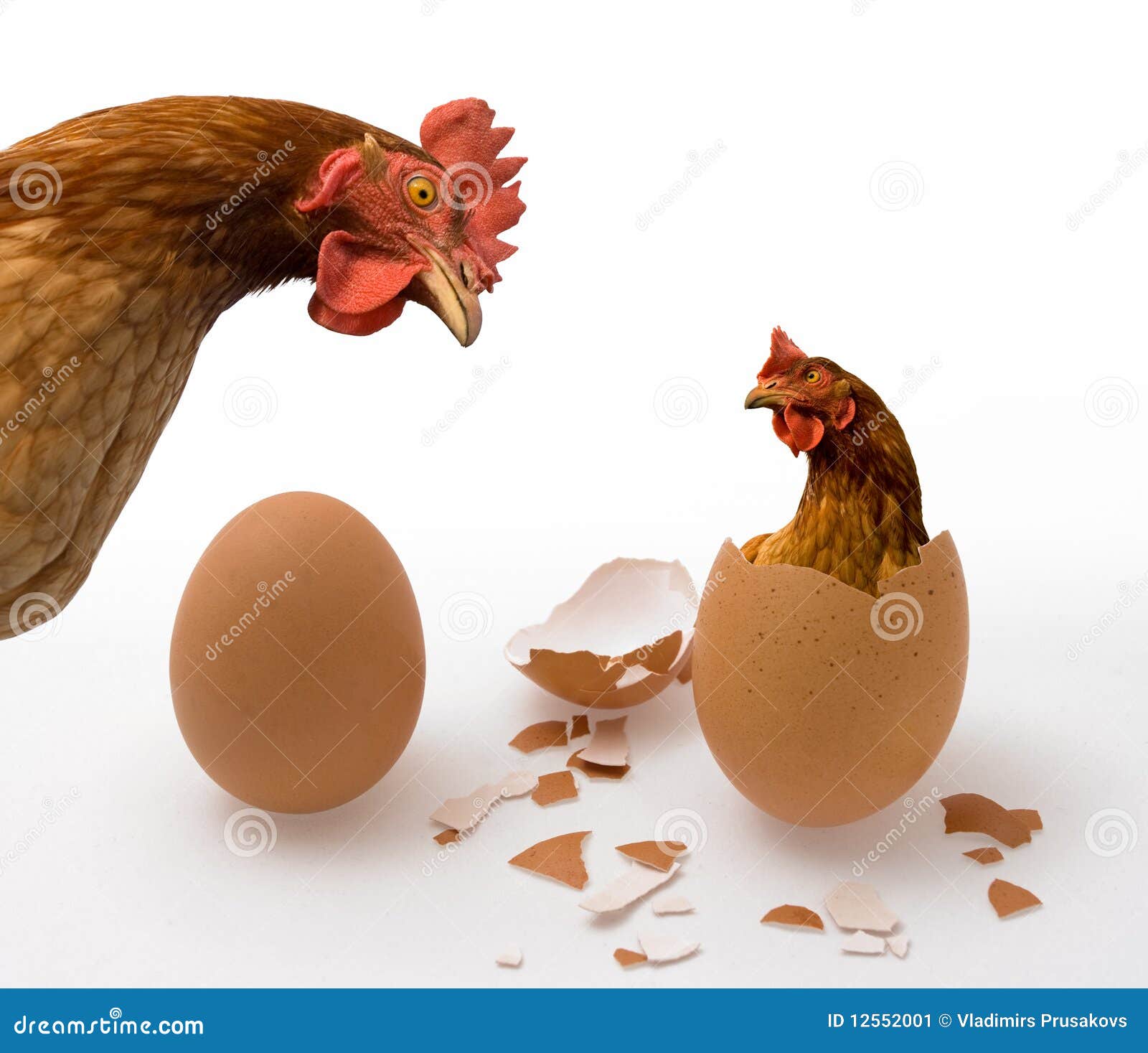 Kip of Ei stock illustratie. Illustration of nave, idee - 12552001