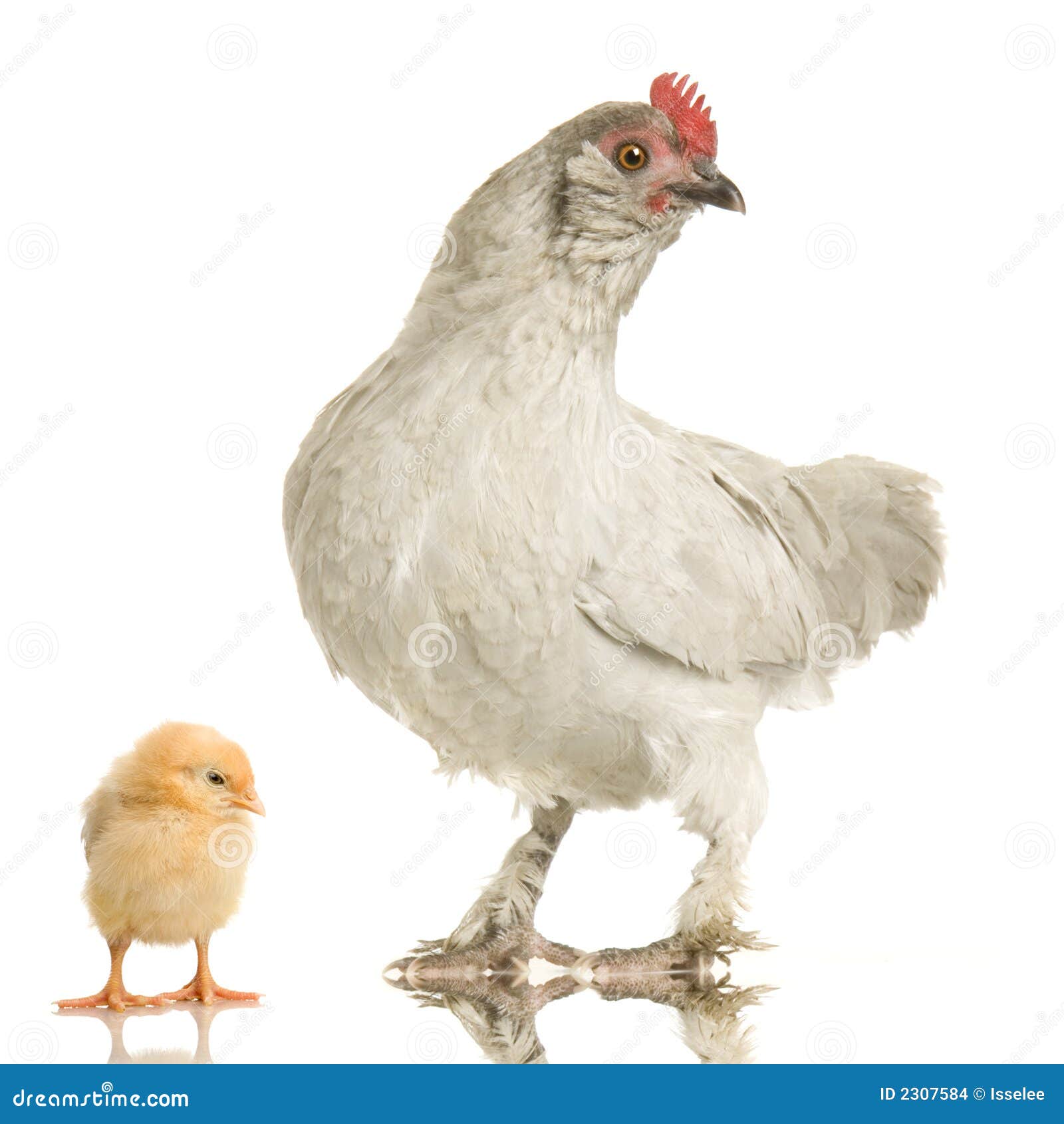 Kip en haar kuiken stock foto. Image of gekweekt, fokkerij - 2307584
