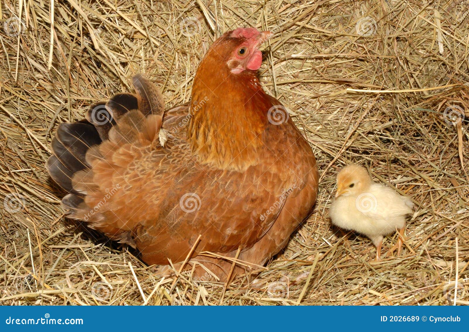 Kip en kuiken stock afbeelding. Image of landbouwbedrijf - 2026689