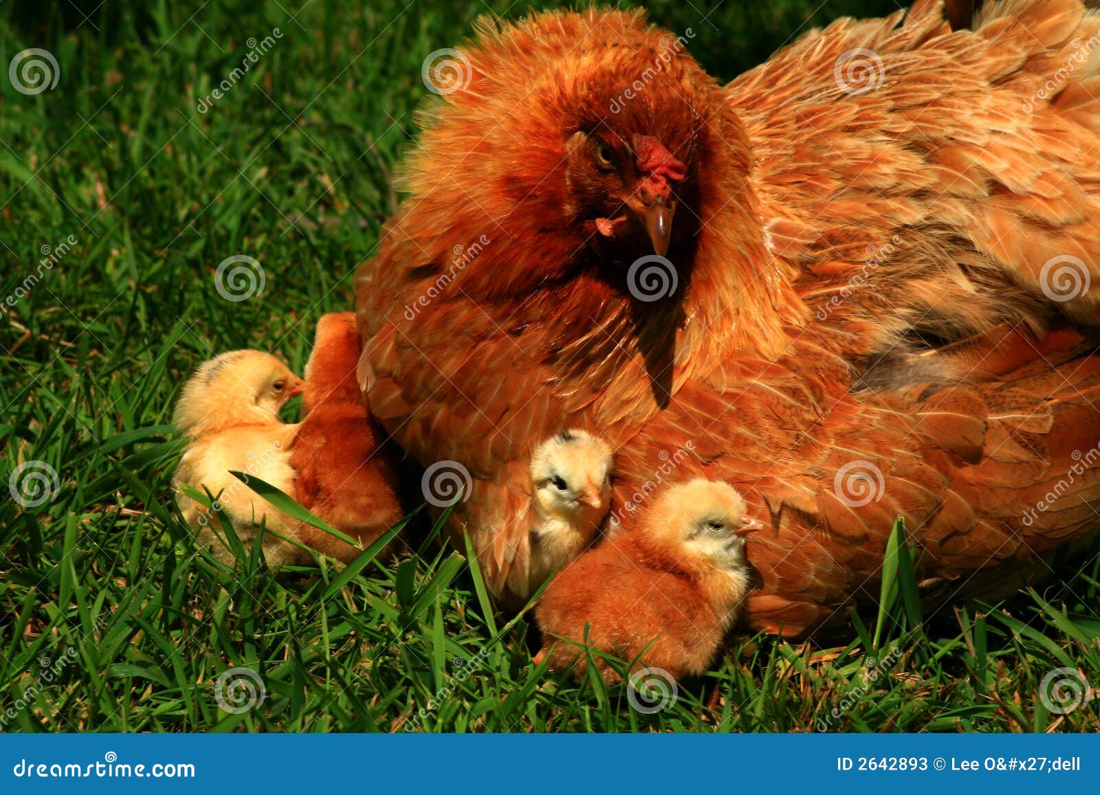 Kip En Kuikens 2 Van Araucana Stock Afbeelding - Image of piepklein ...