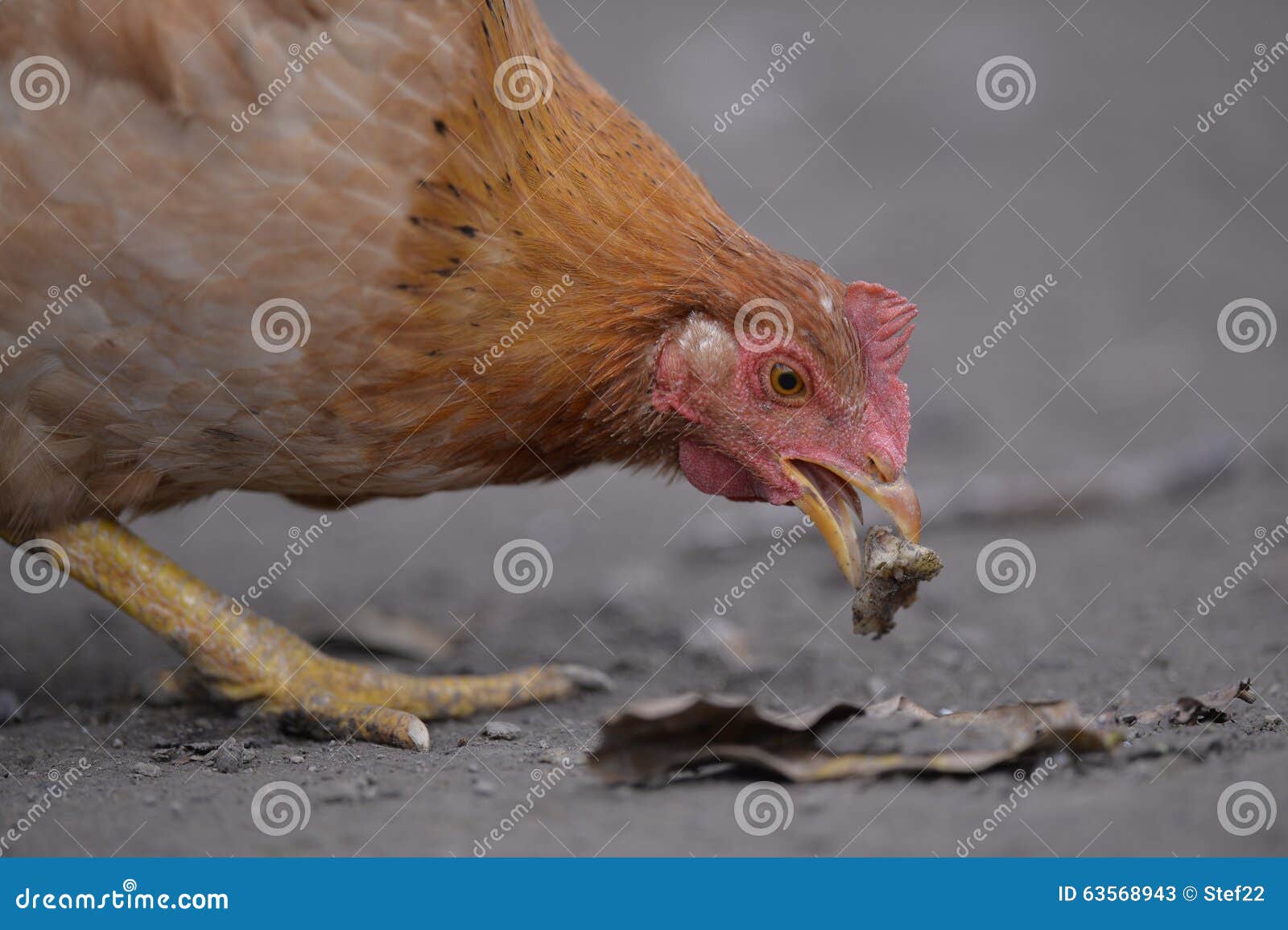 Kip het eten stock afbeelding. Image of rood, portret - 63568943