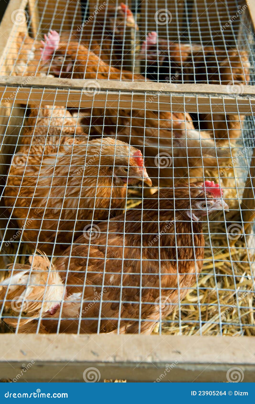 Kip in kooi stock foto. Image of levend, wreedheid, vogel - 23905264