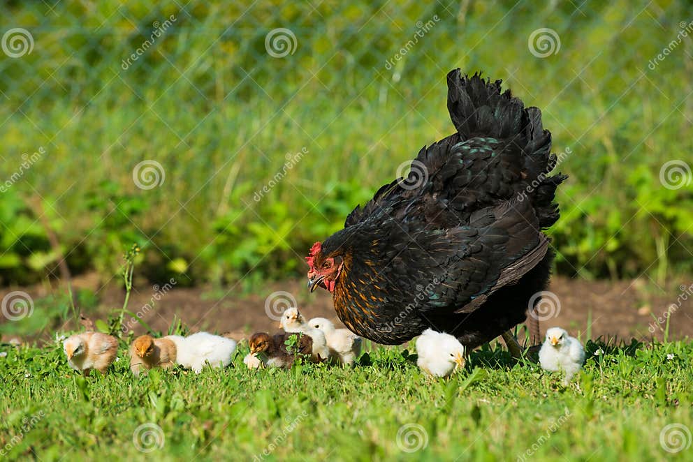 Kip met kuiken stock foto. Image of italiaans, kuikens - 32236606