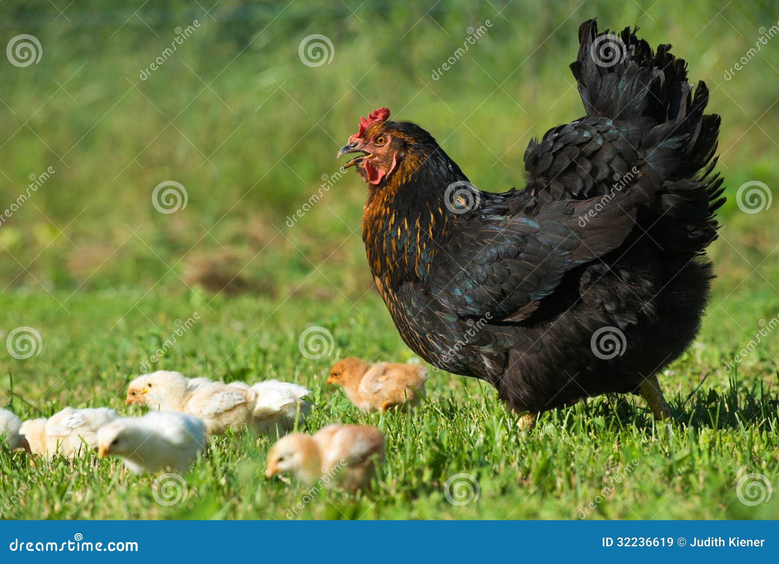 Kip met kuiken stock afbeelding. Image of gras, dier - 32236619