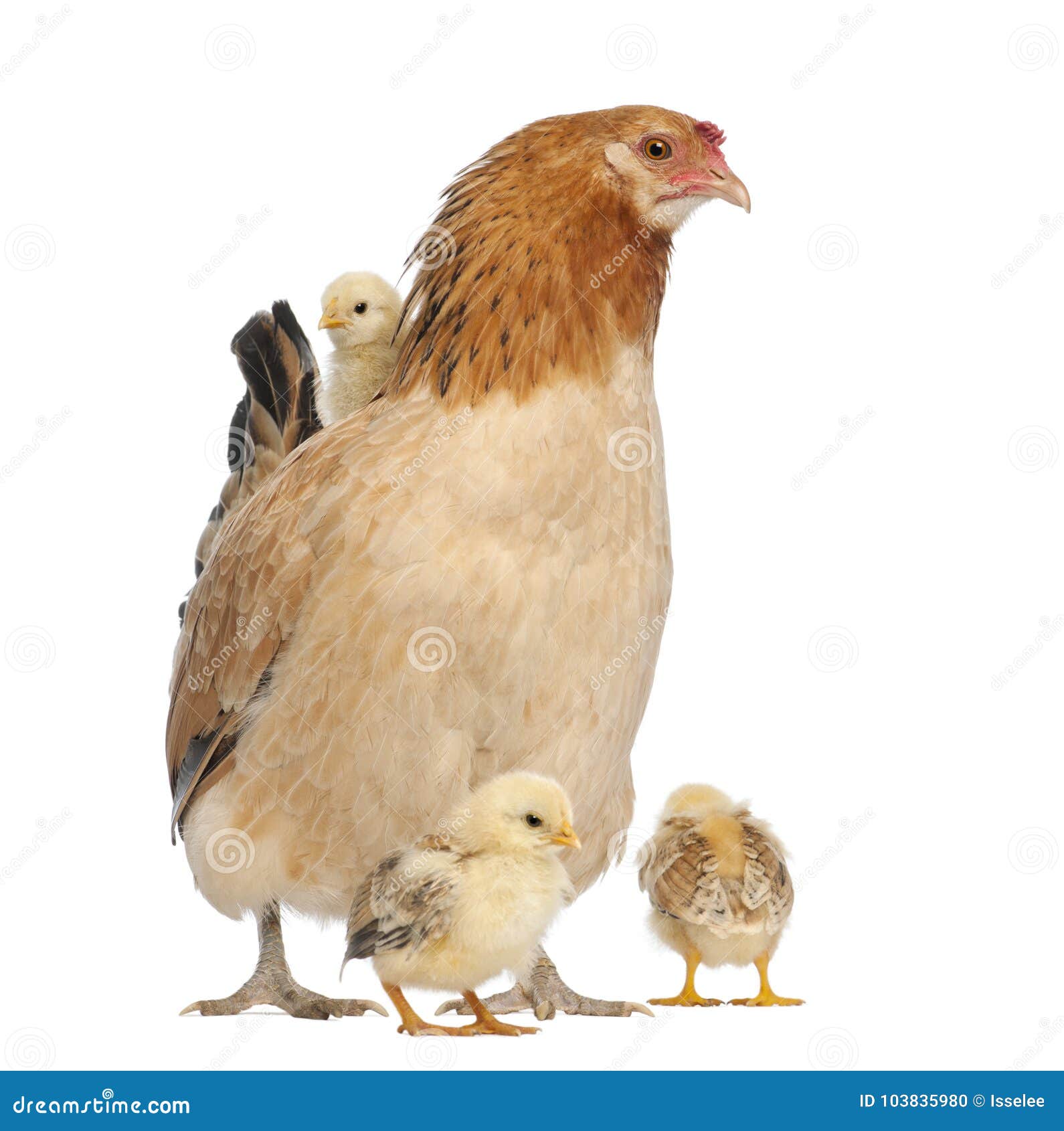 Kip Met Zijn Kuikens Rond Haar En Op Zijn Rug Stock Foto - Image of ... Kip Met Zijn Kuikens Rond Haar En Op Zijn Rug Stock Foto - Image of ...
