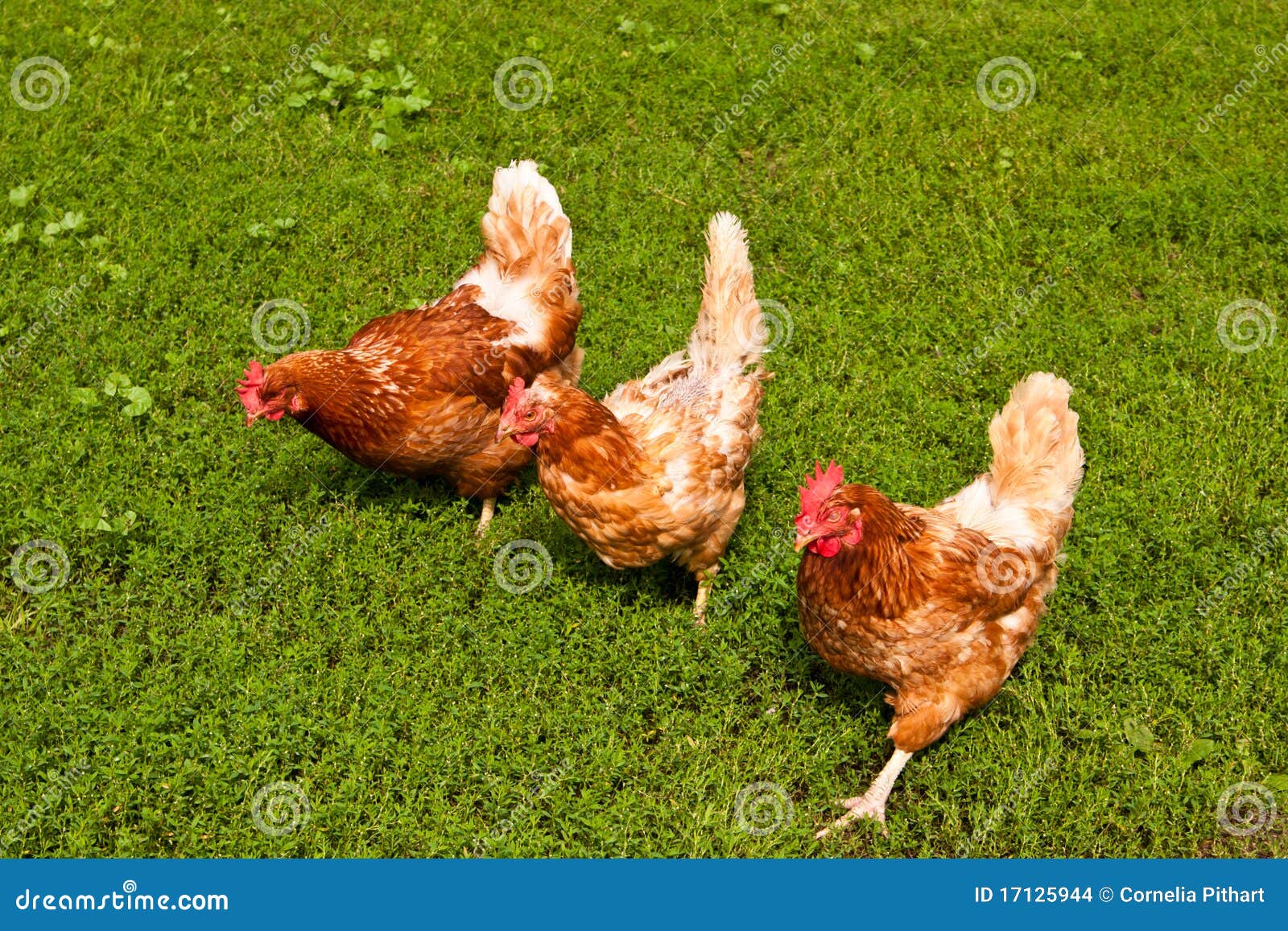 Kippen stock foto. Image of kippen, dier, landbouwbedrijf - 17125944