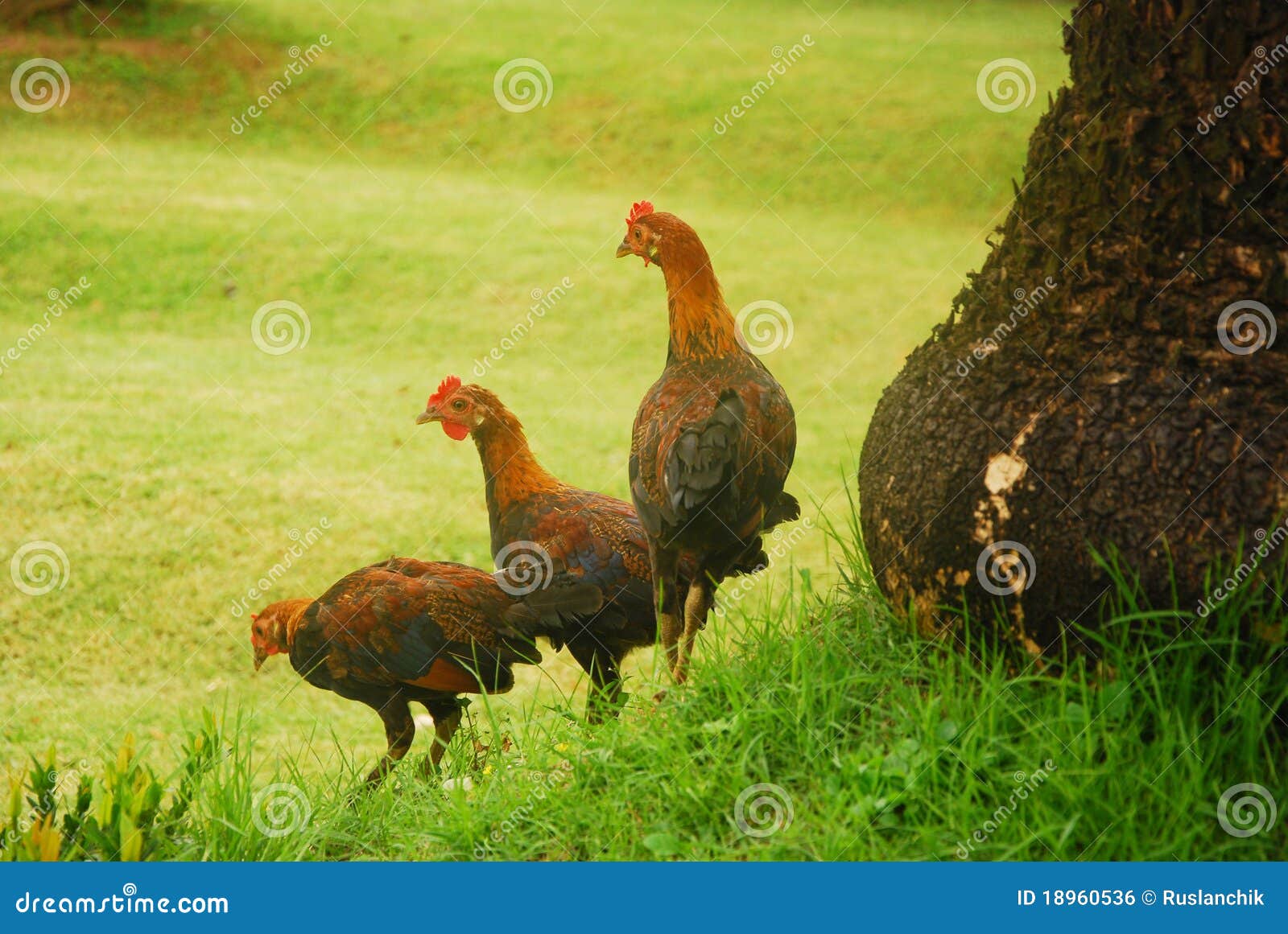 Kippen stock foto. Image of landbouw, landelijk, boom - 18960536