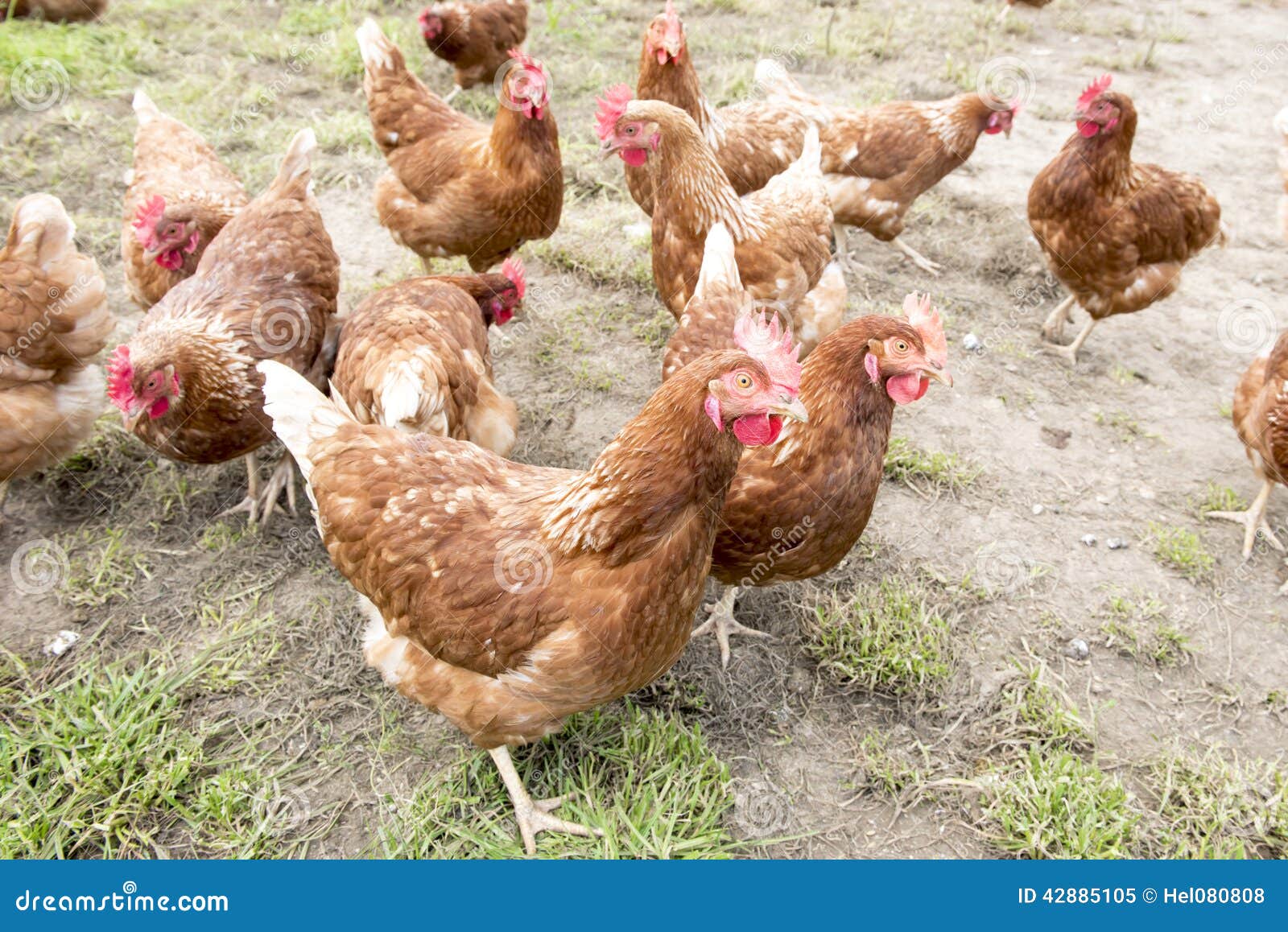 Kippen stock afbeelding. Image of buiten, vrij, vrijloop - 42885105