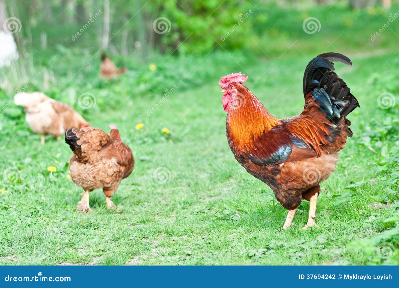 Kippen en haan stock foto. Image of dier, kroon, nave - 37694242