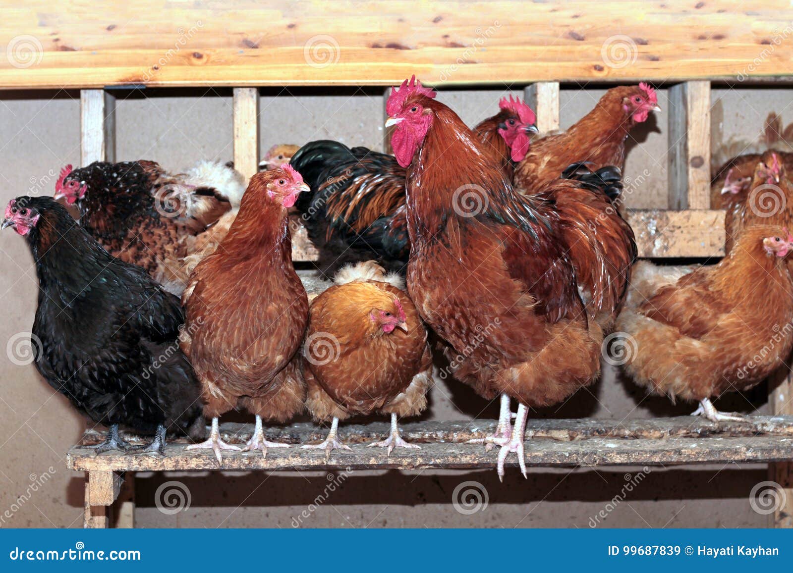 Kippen in kippenren stock afbeelding. Image of bijtend - 99687839