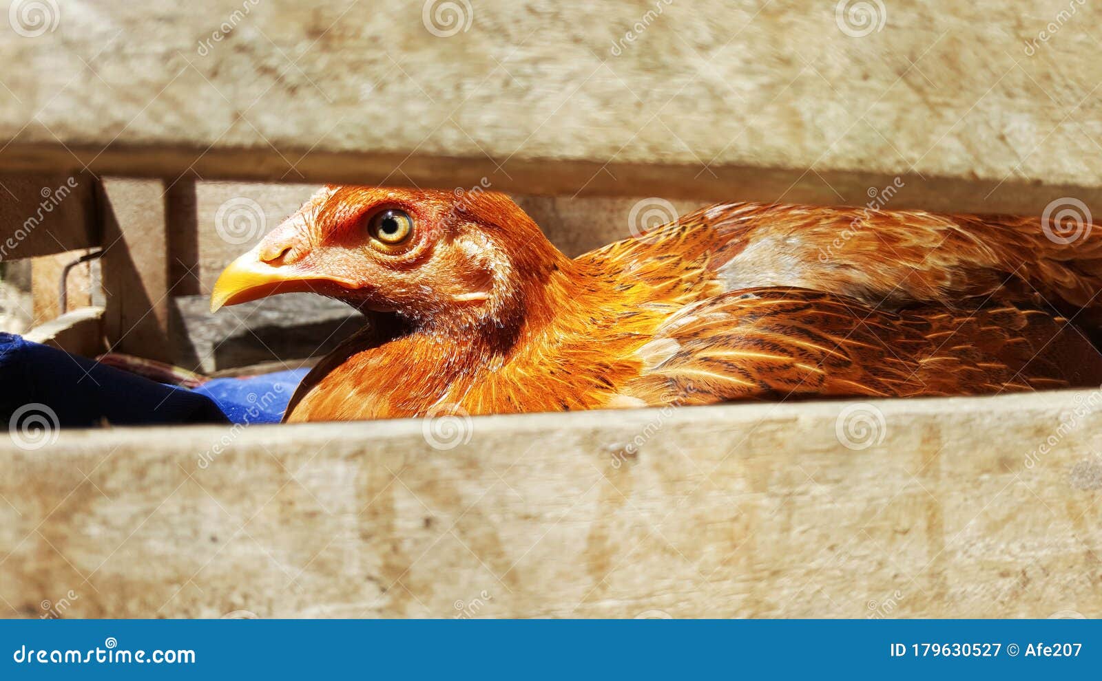 Kippenei op nest stock afbeelding. Image of gezond, wijfje - 179630527