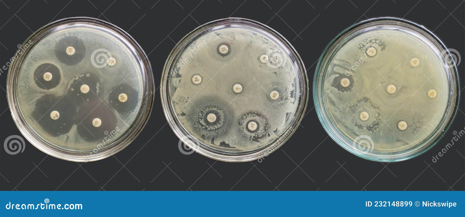 Antibiogram Kirby Bauer Antimicrobial Susceptibility Diffusion Test ... Antibiogram Kirby Bauer Antimicrobial Susceptibility Diffusion Test ...