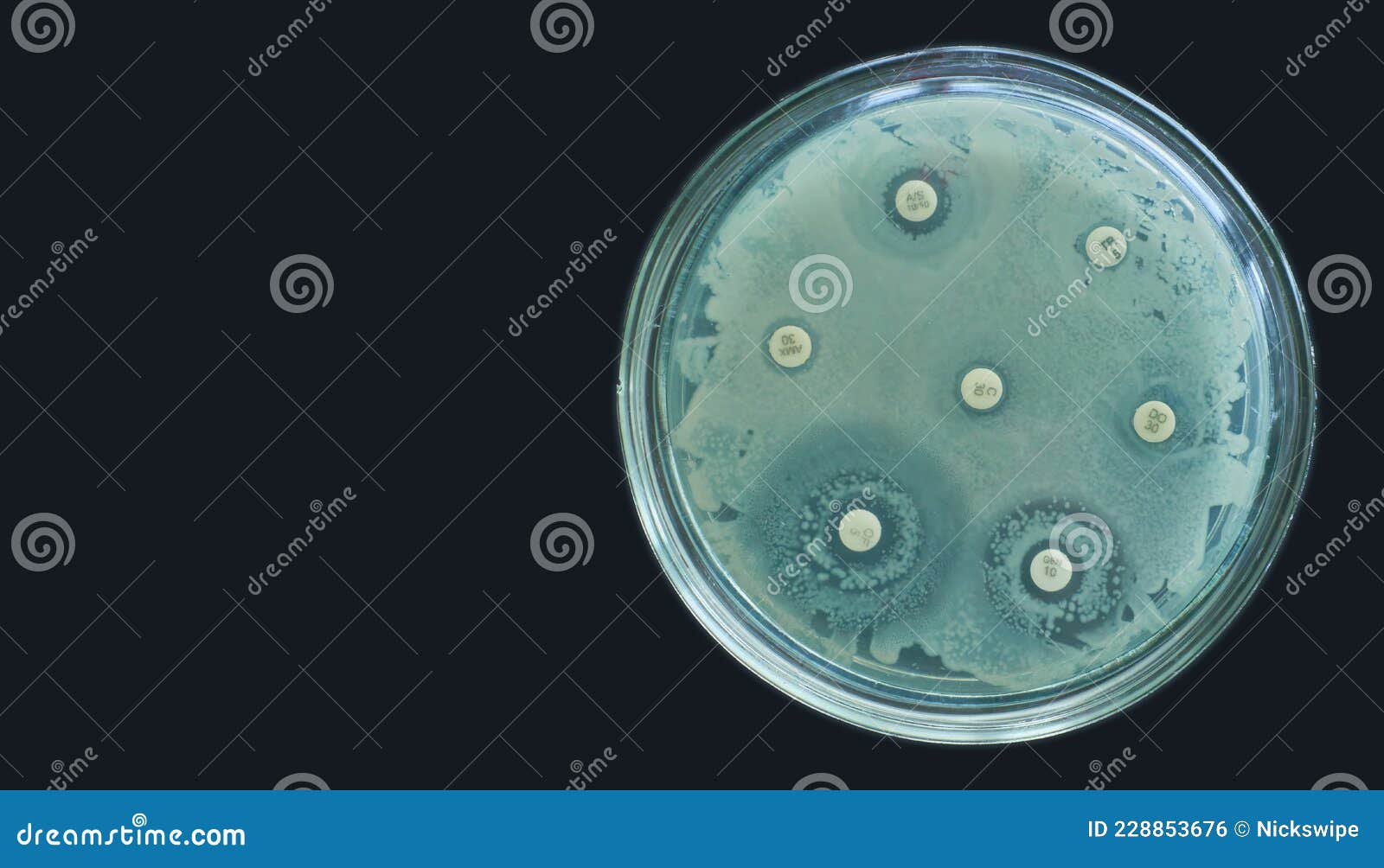 Antimicrobial Susceptibility Test by Diffusion Kirby Bauer on Black ...
