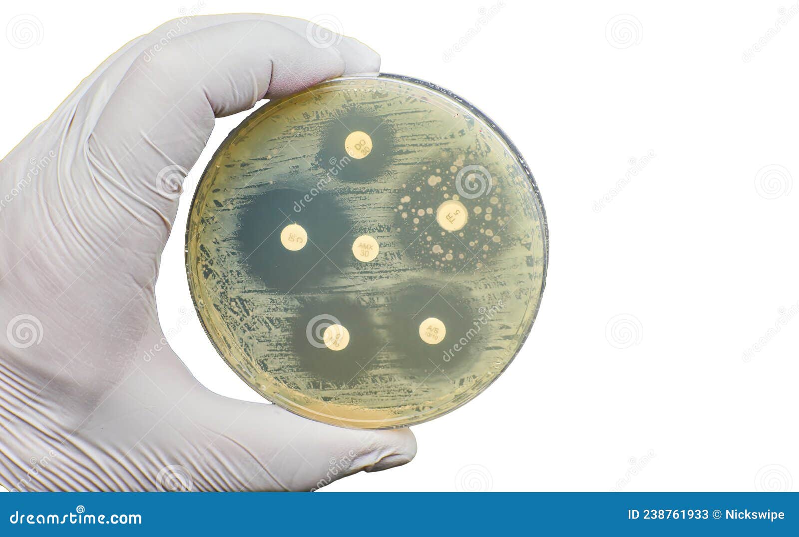 Antibiogram Kirby Bauer Antimicrobial Susceptibility Diffusion Test ... Antibiogram Kirby Bauer Antimicrobial Susceptibility Diffusion Test ...