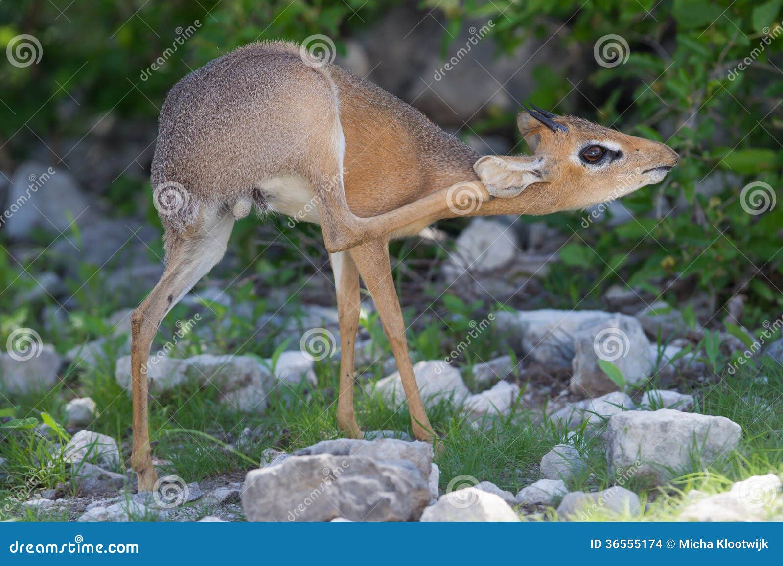 Kirk Dik-dik (kirkii De Madoqua) Foto de archivo - Imagen de animal ...