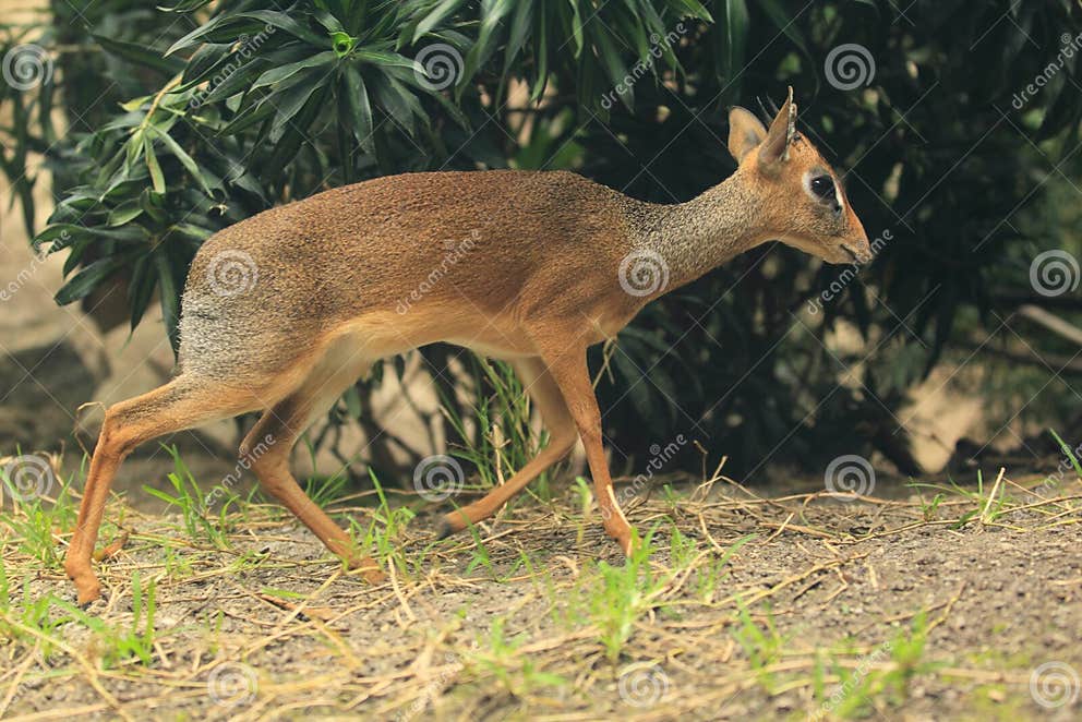 Kirk s dik-dik stock image. Image of mammal, grass, soil - 25145725