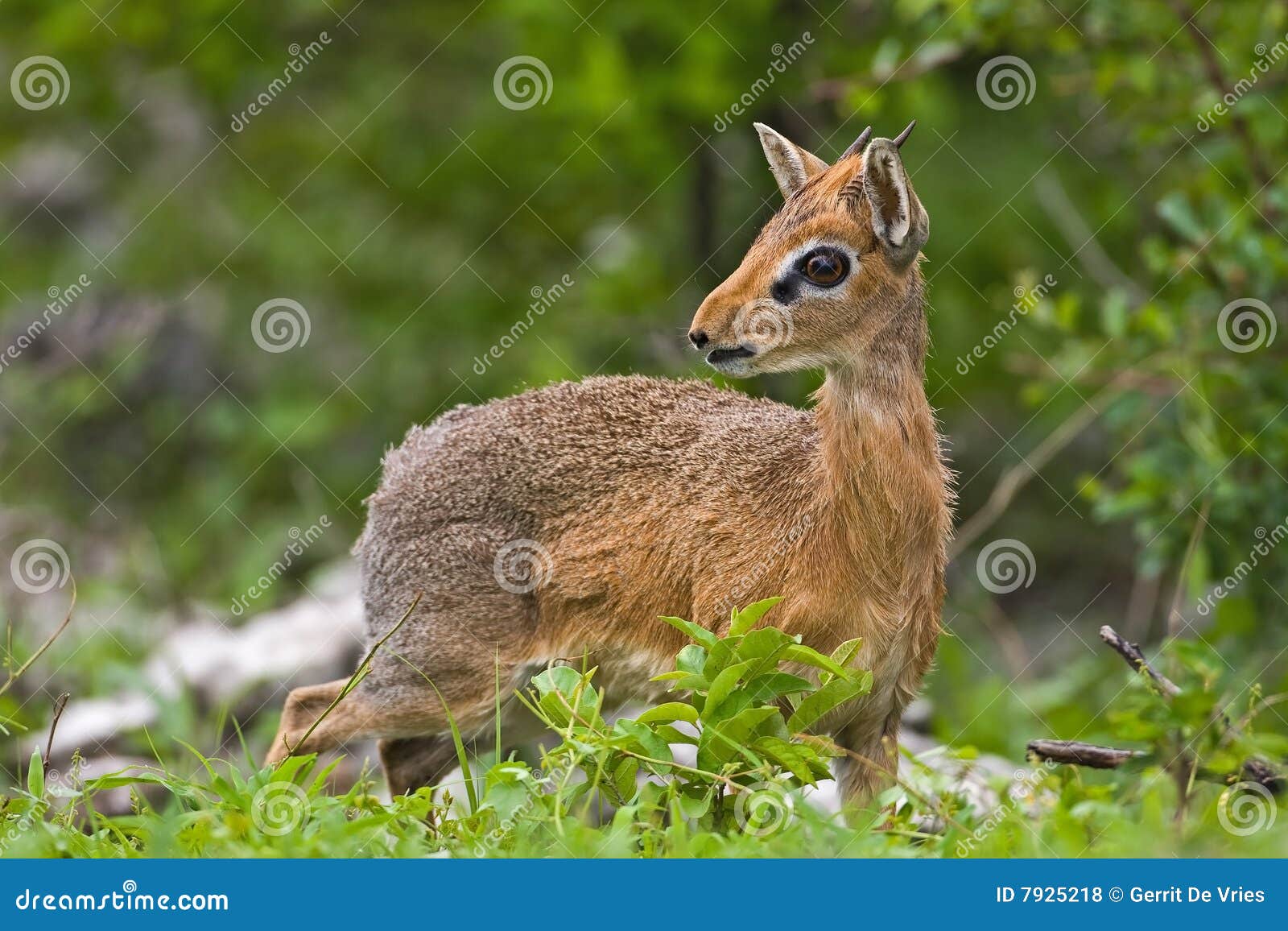 Kirk s Dik-Dik stock photo. Image of southern, madoque - 7925218