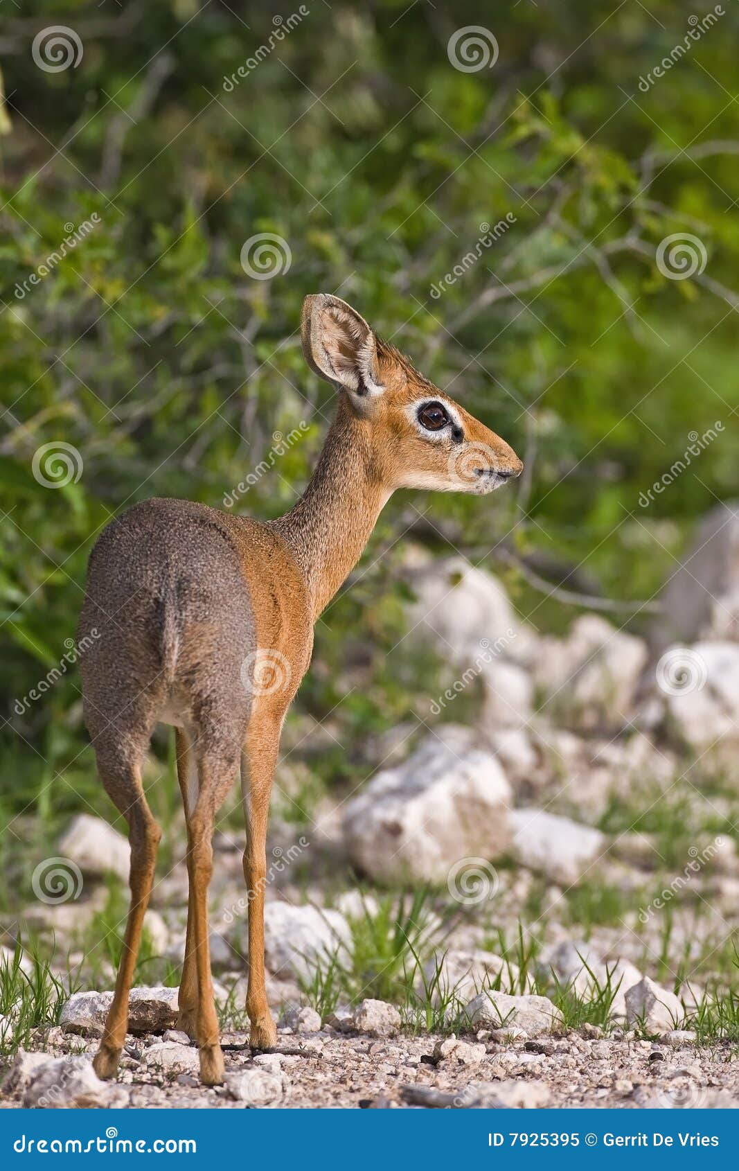 Kirk s Dik-Dik stock image. Image of madoque, kirk, male - 7925395