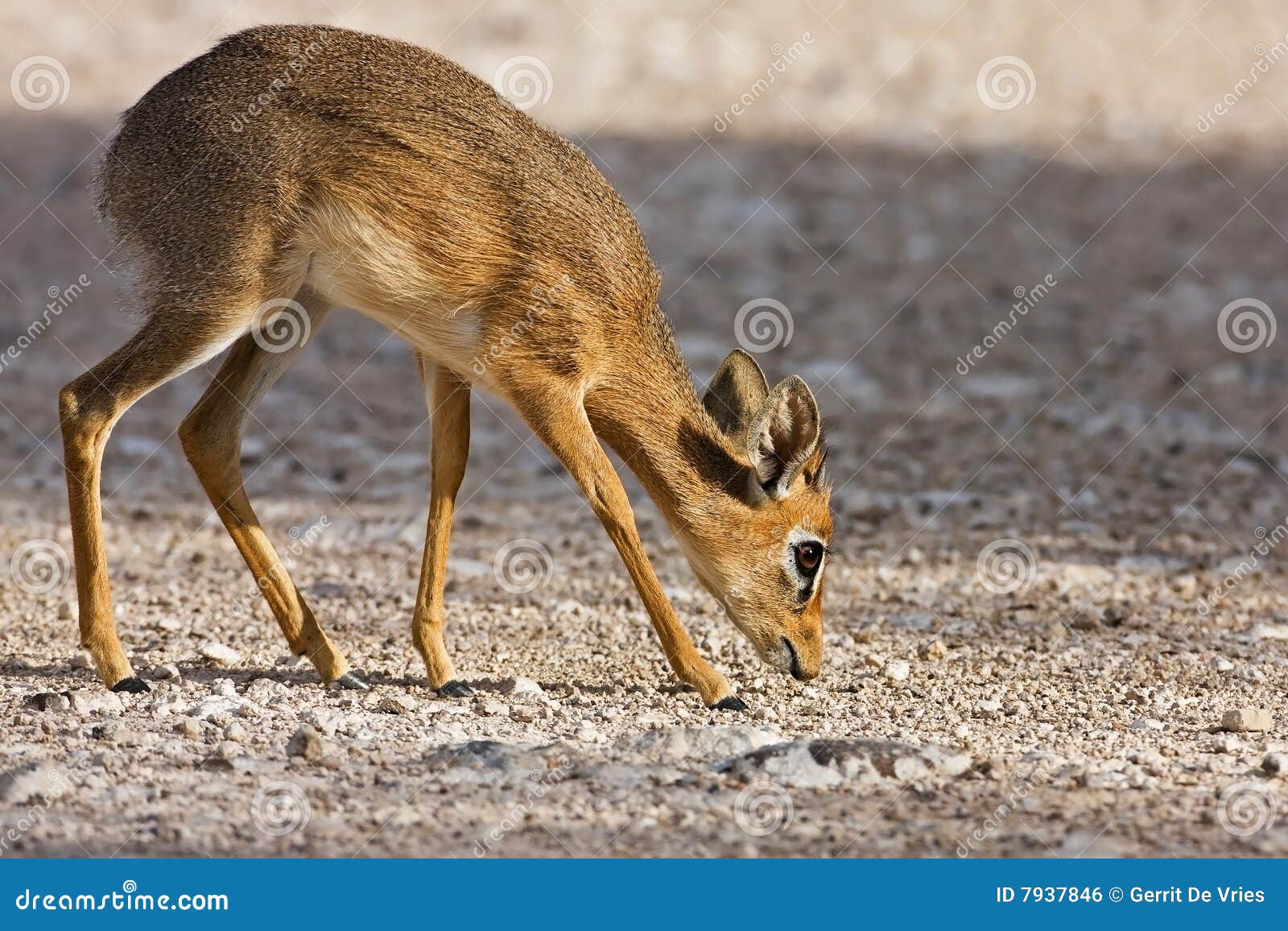 Kirk s Dik-Dik stock photo. Image of small, animal, kirkii - 7937846