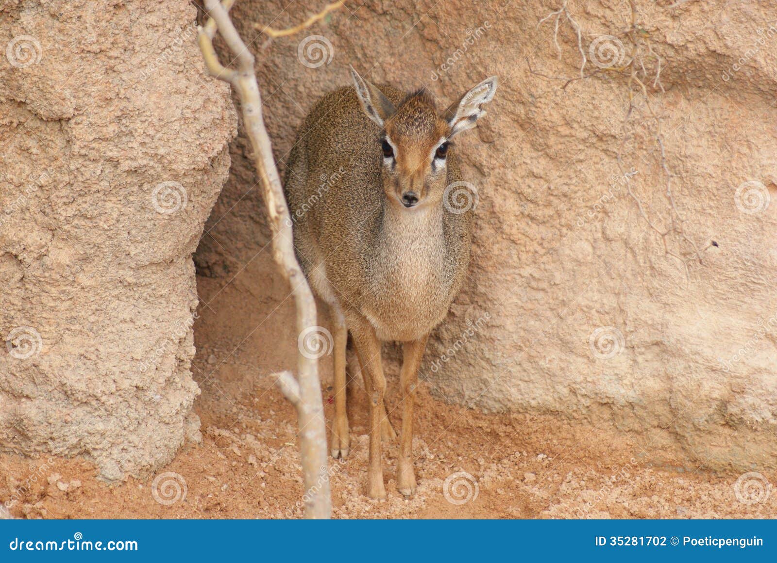 Kirk S Dik-dik - Madoqua Kirkii Stock Photo - Image of madoqua, dikdik ...