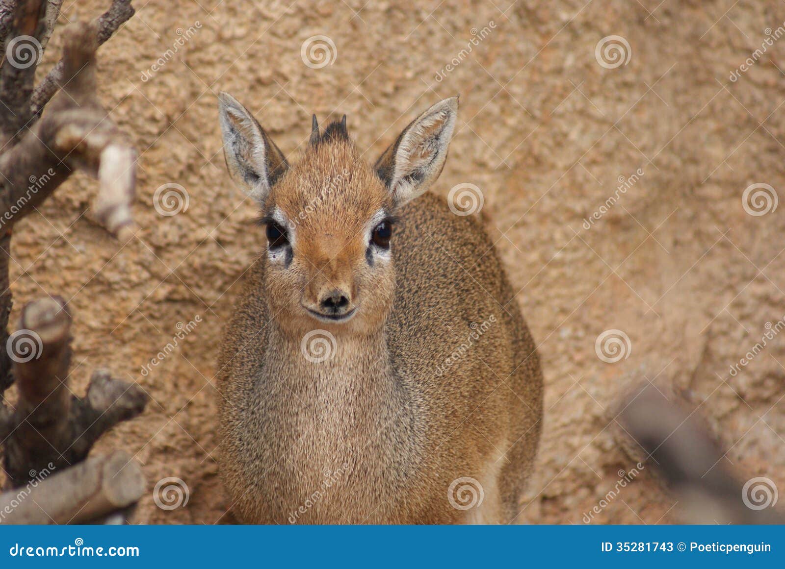 Kirk S Dik-dik - Madoqua Kirkii Stock Image - Image of miniature, brown ...