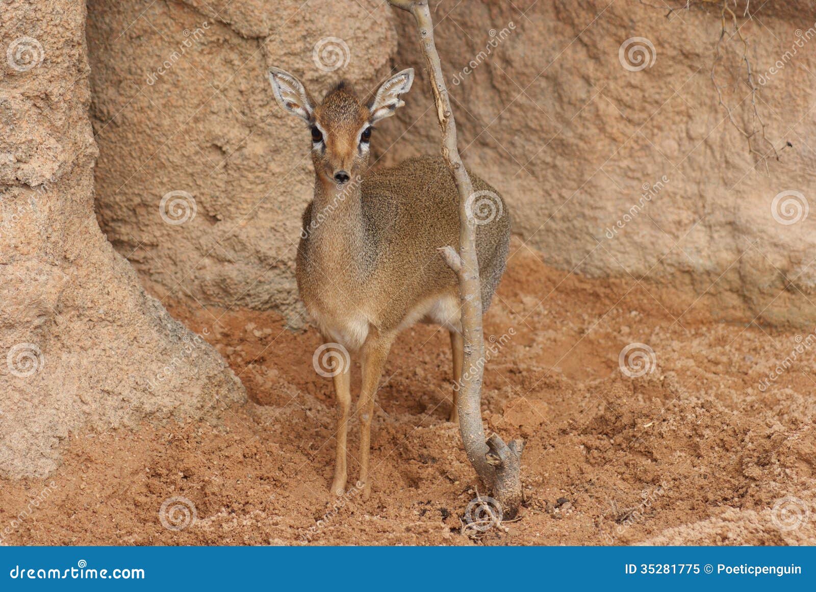 Kirk S Dik-dik - Madoqua Kirkii Stock Image - Image of animal, eventoed ...